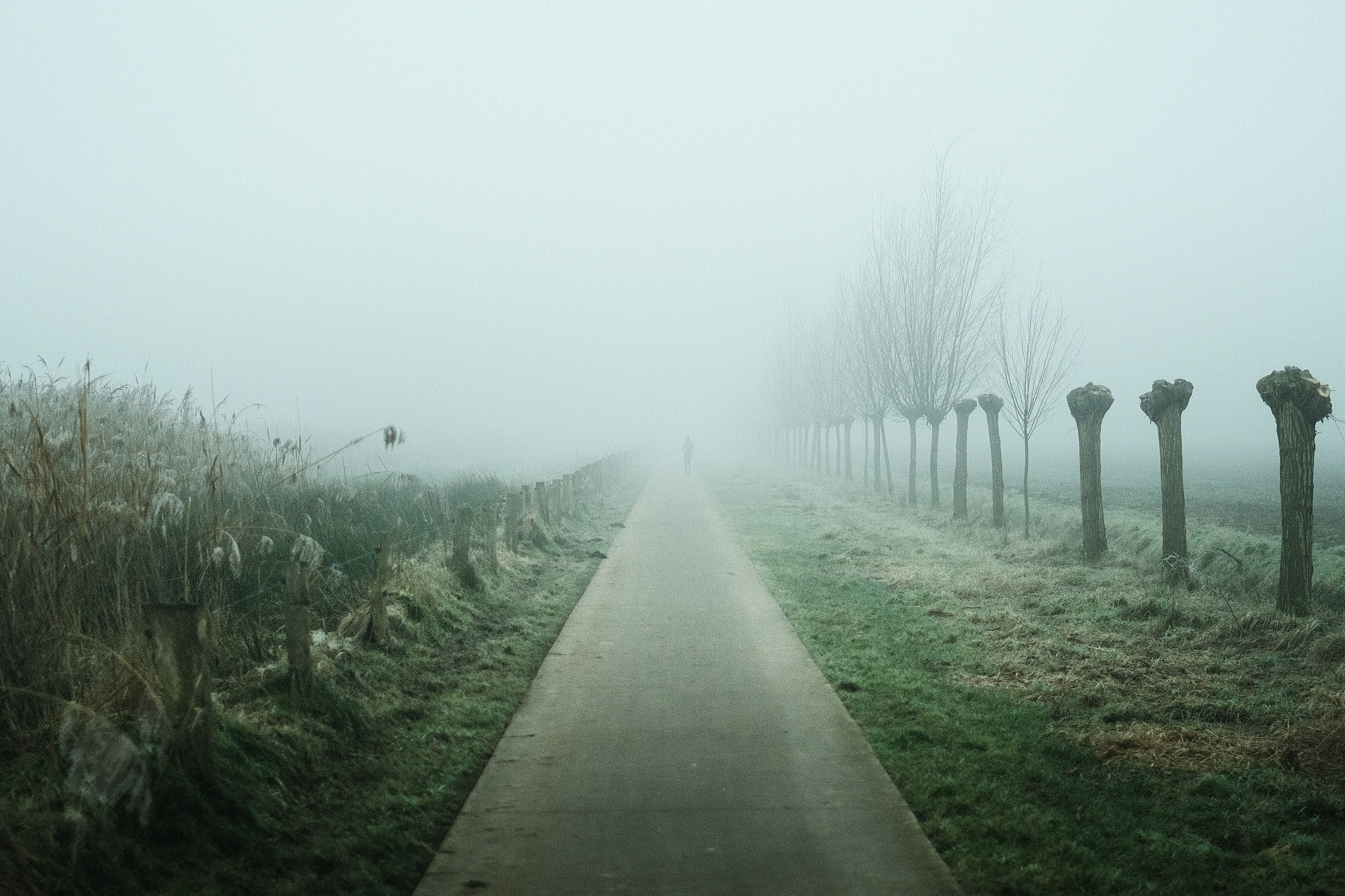 A foggy path leading to a row of trees photo – Free Nature Image on ...