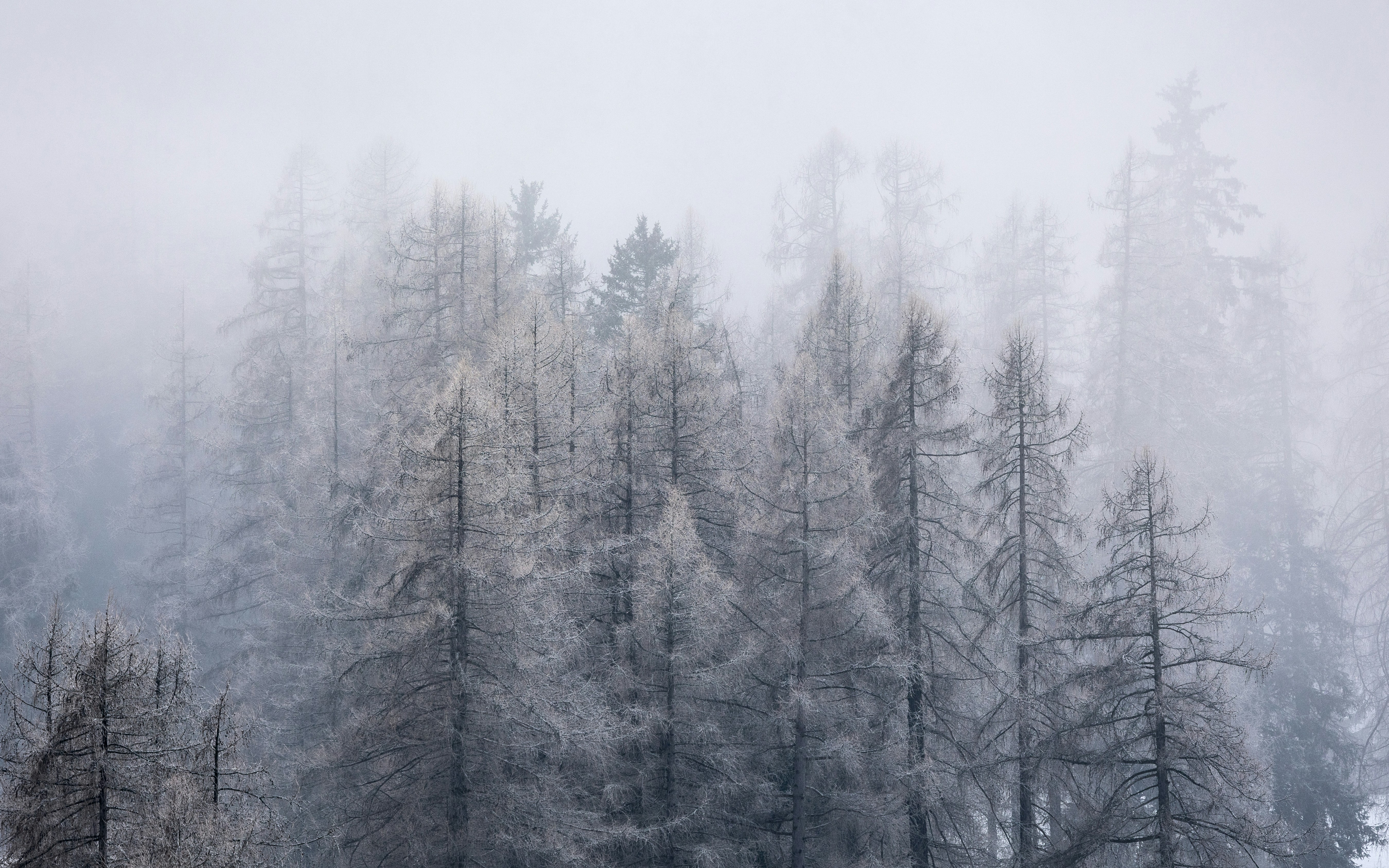 A forest filled with lots of tall trees covered in snow photo – Free ...
