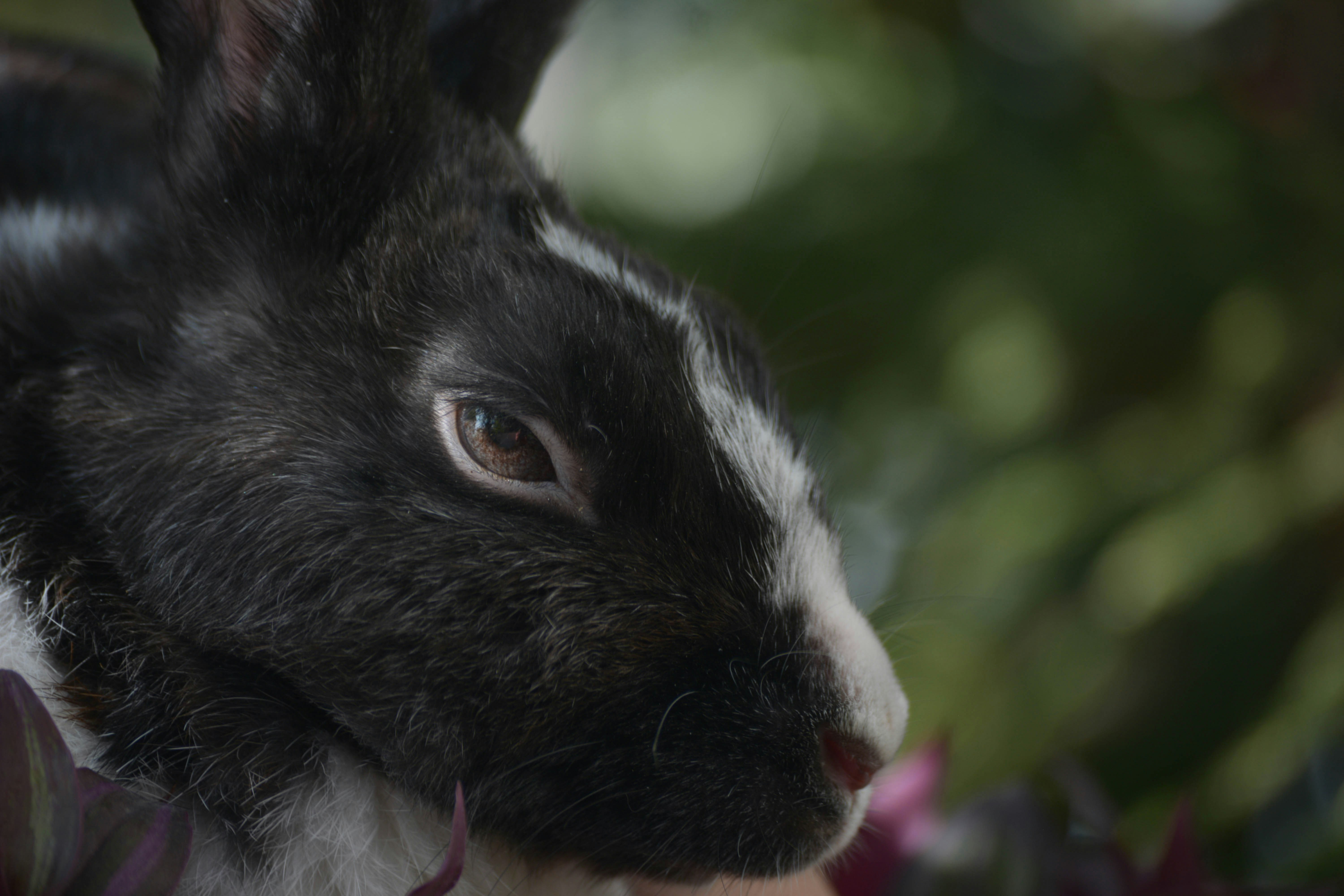 Gaze Through Fur: A Close-Up of a Black-and-White Rabbit in Garden Shade