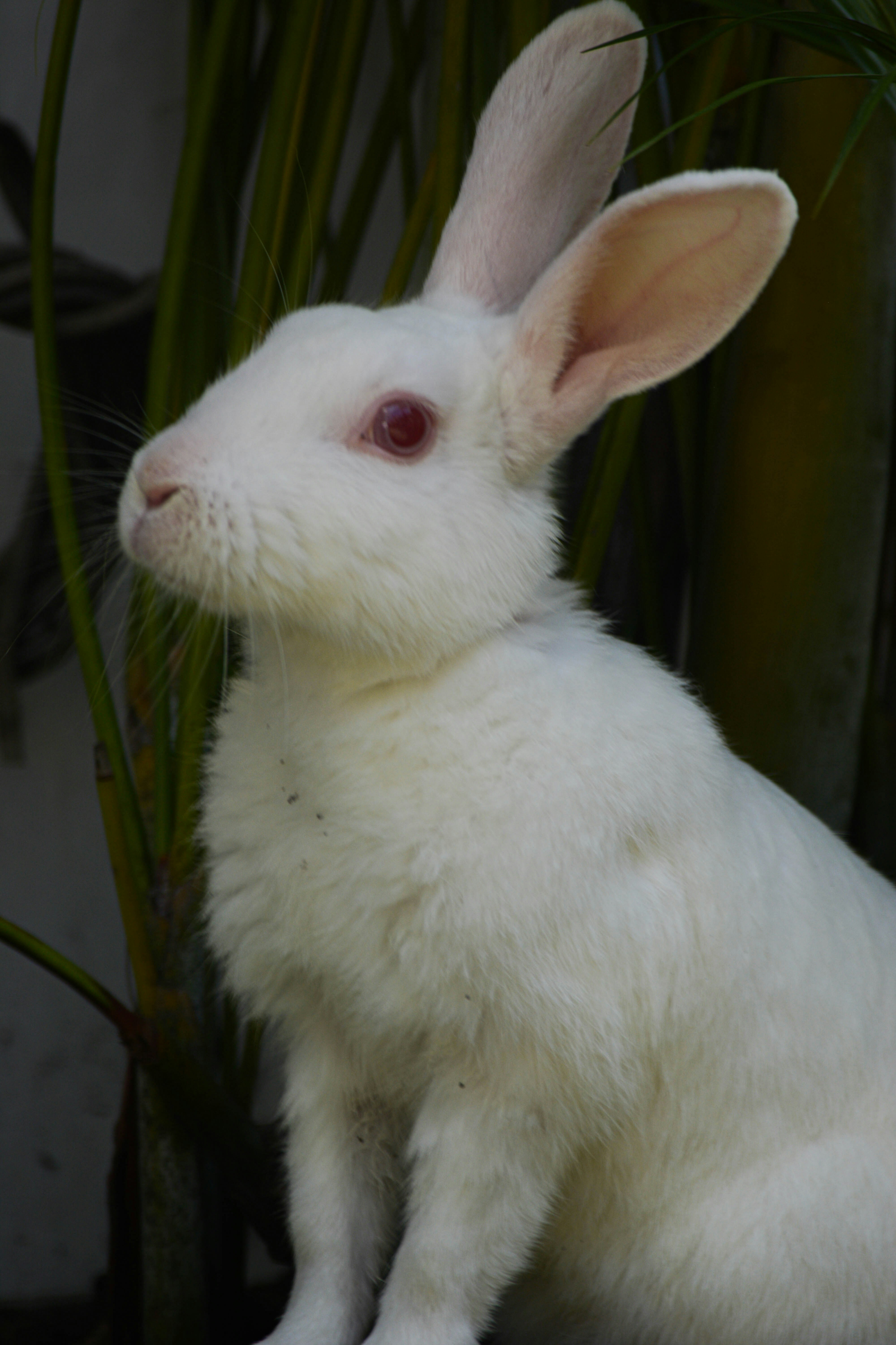 A white rabbit sitting next to a plant photo – Free Gentlesoul Image on ...