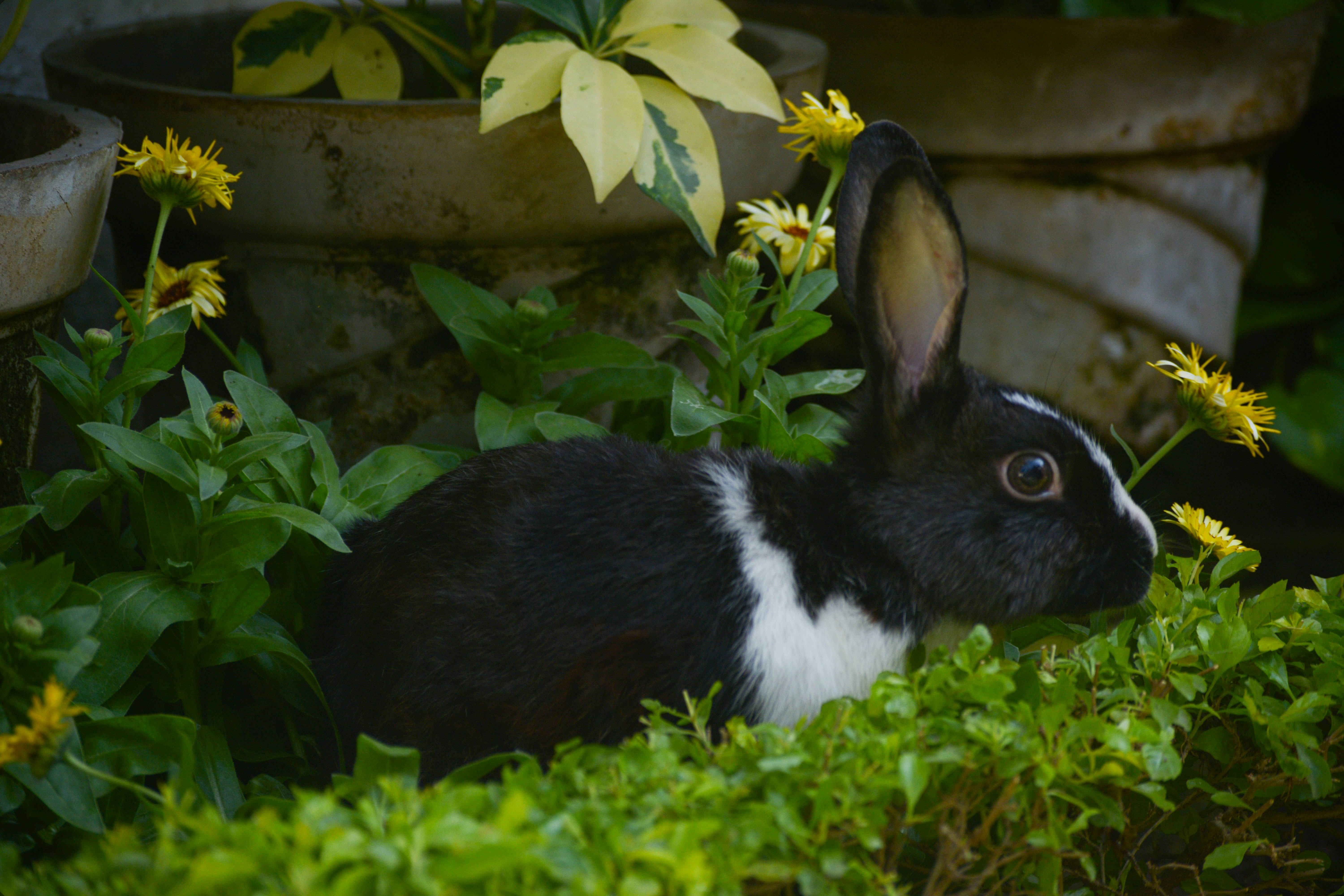 Burrowed in Bloom: a black-and-white rabbit peering through a sunlit border of yellow blooms
