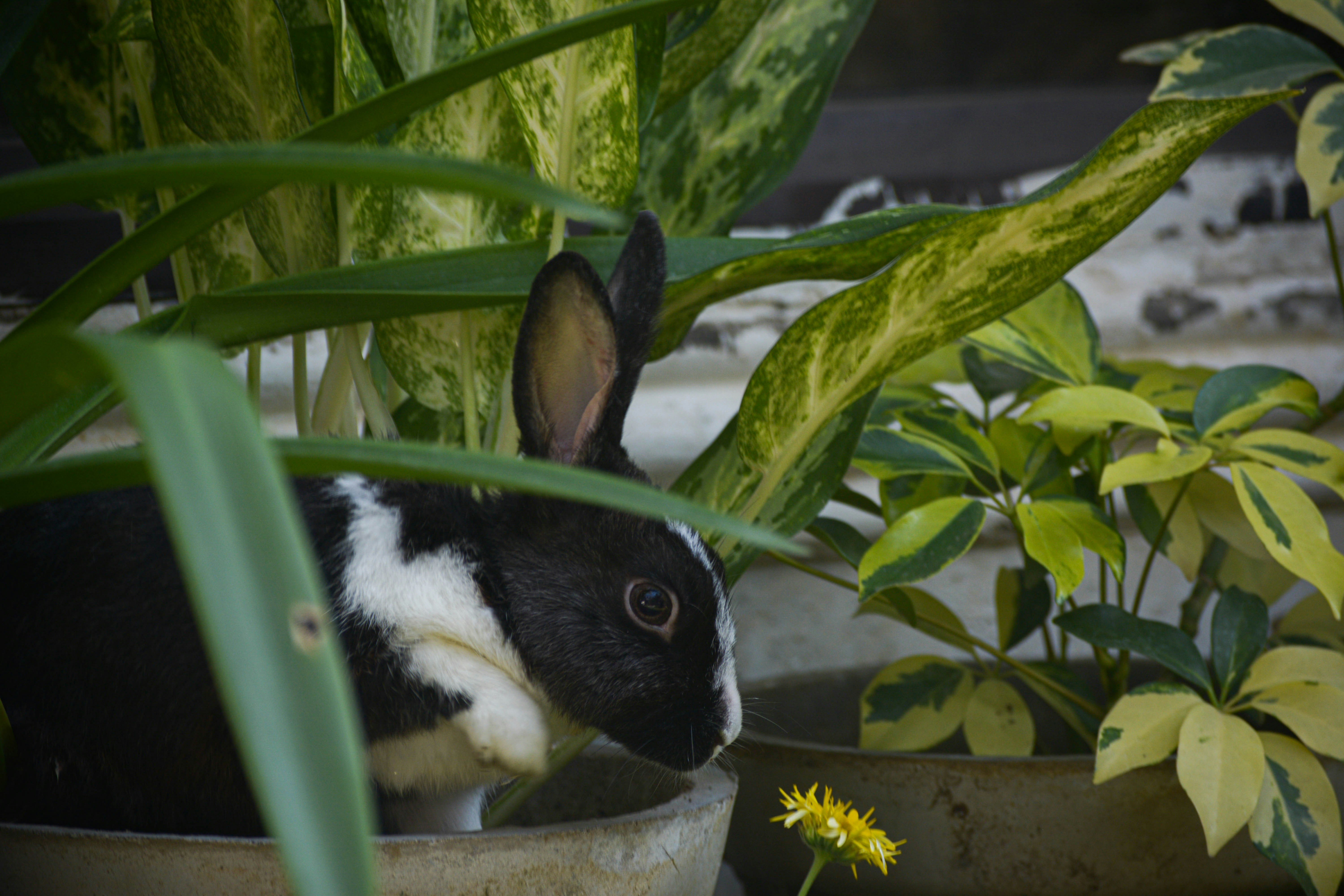 Hidden Bunny Pause: A Black-and-White Rabbit Peeks Through Garden Leaves
