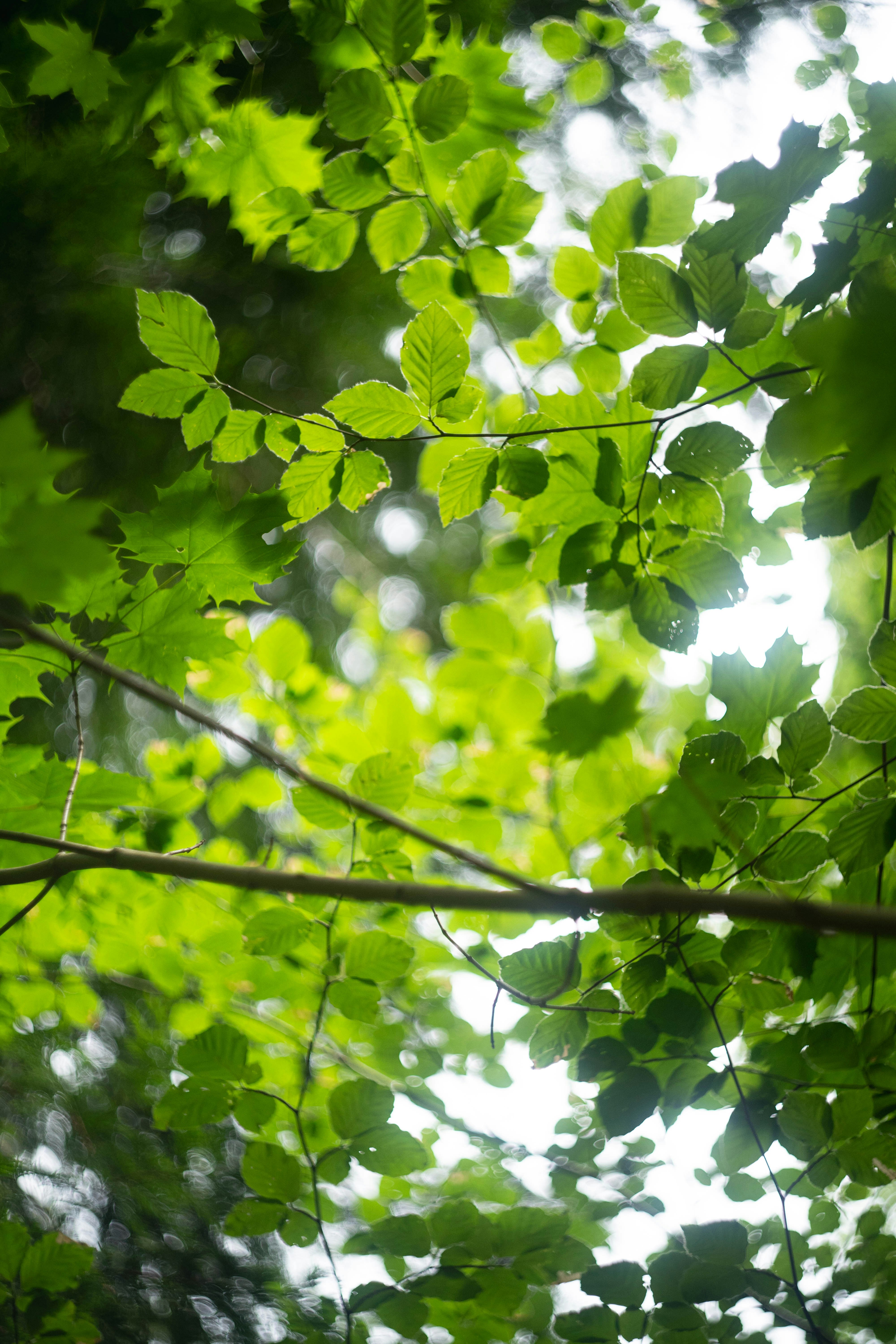A green leafy tree with the sun shining through the leaves photo – Free ...