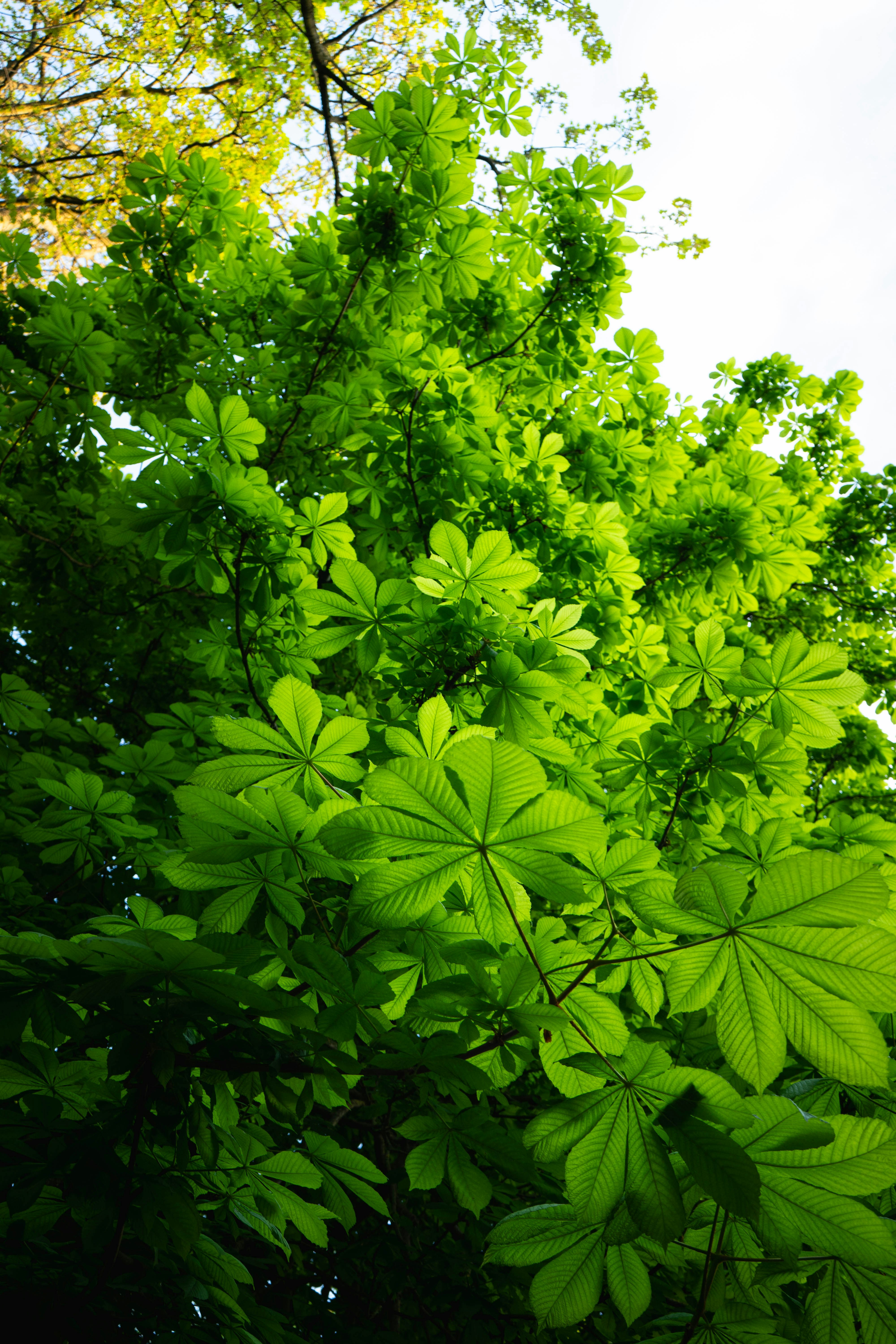 Photo by Sam Di Risio with Sony Alpha 7 III