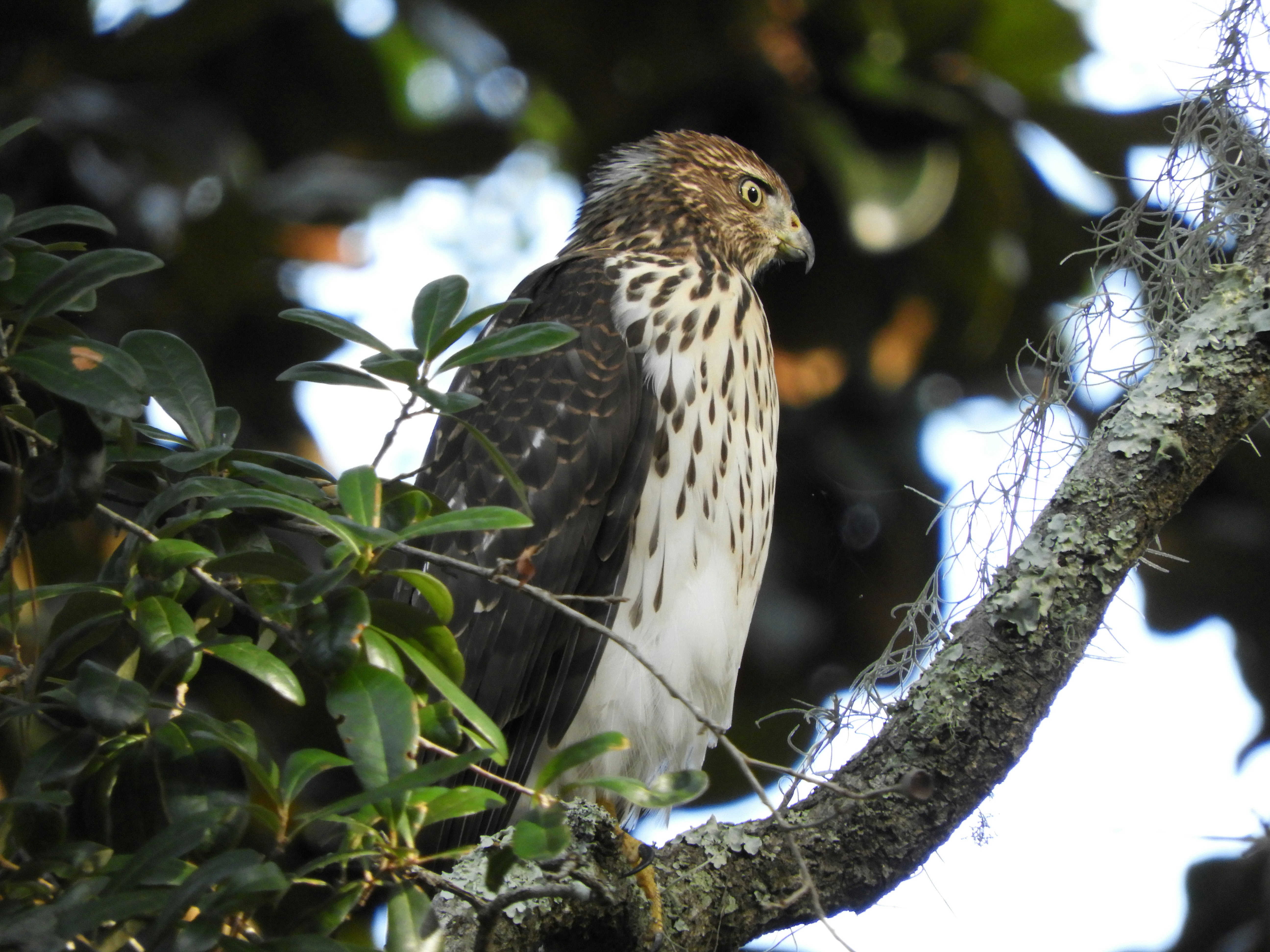 Cooper's hawk perched on a tree branch surrounded by dense foliage.