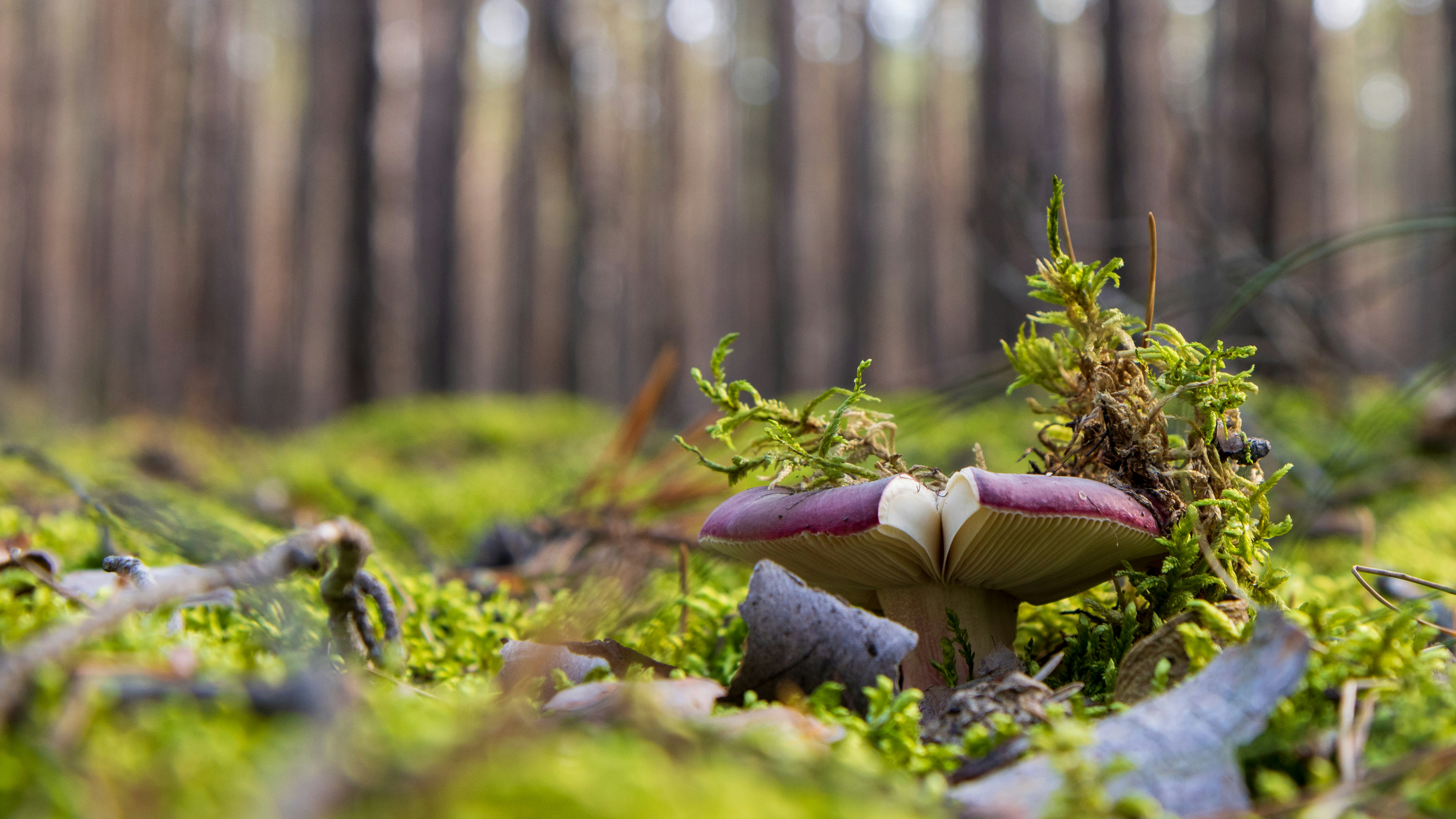 Mushroom nestled among vibrant moss with blurred forest backdrop.