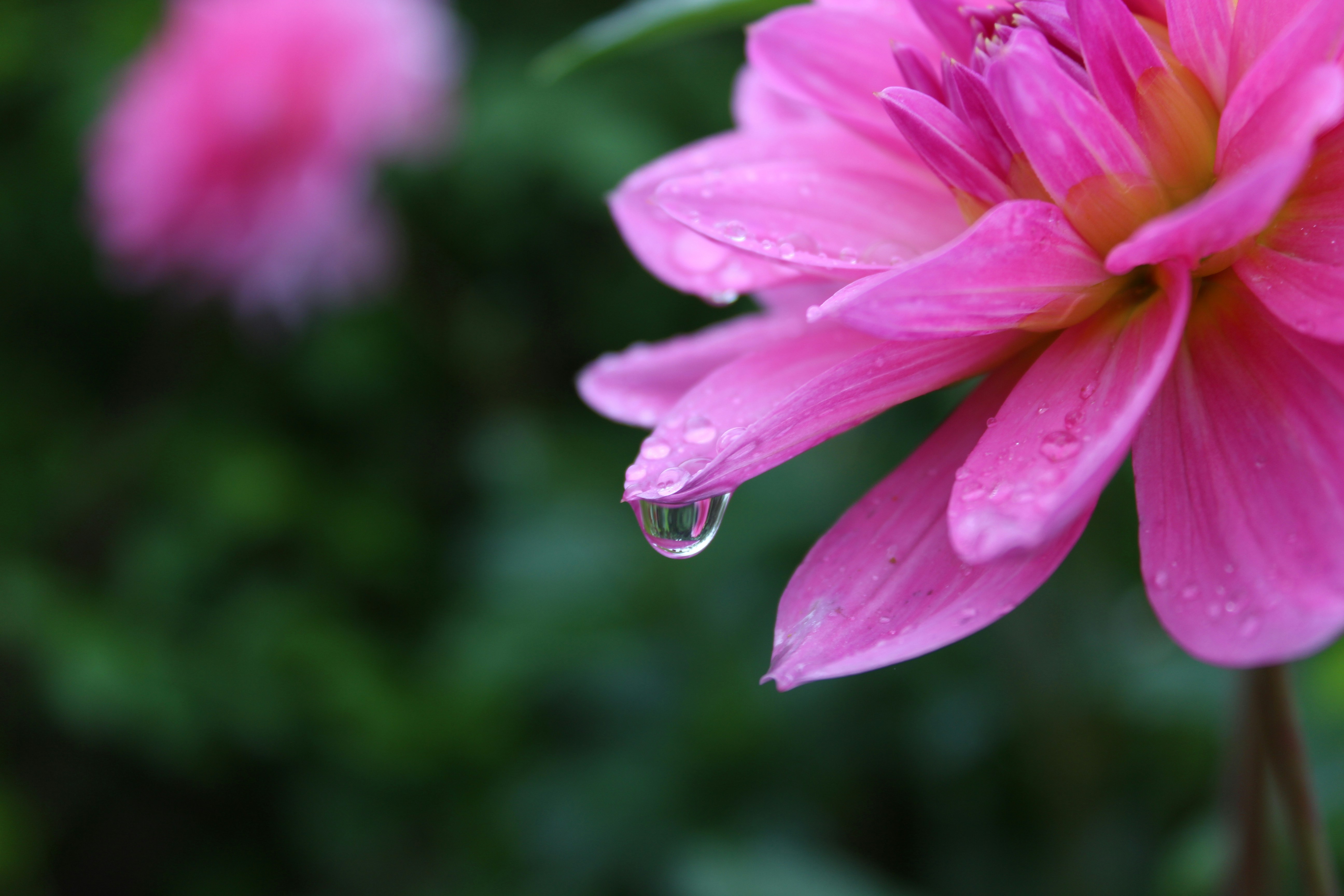 A pink flower with drops of water on it