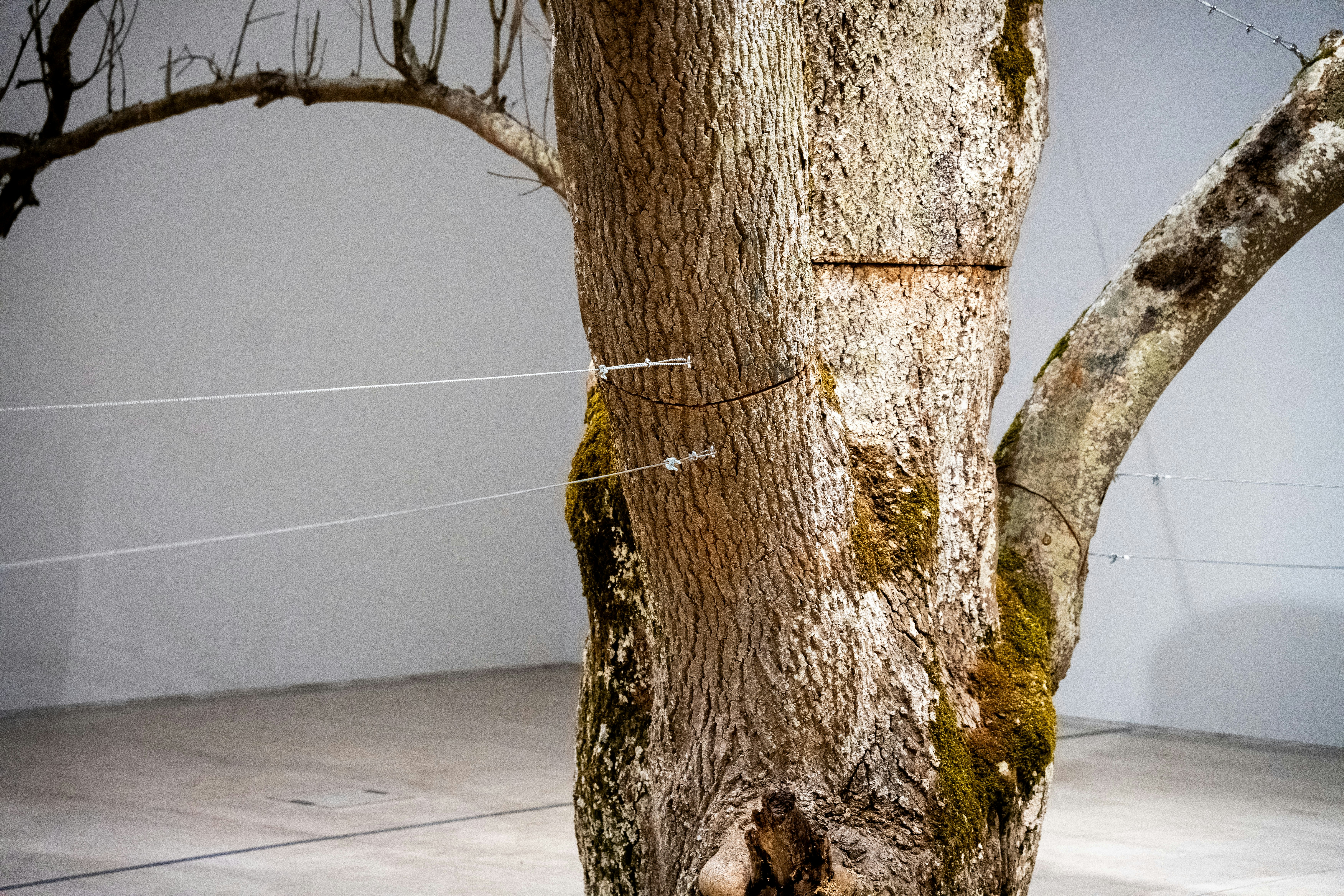 Tree Trunk with String Tension in a Minimal Corner