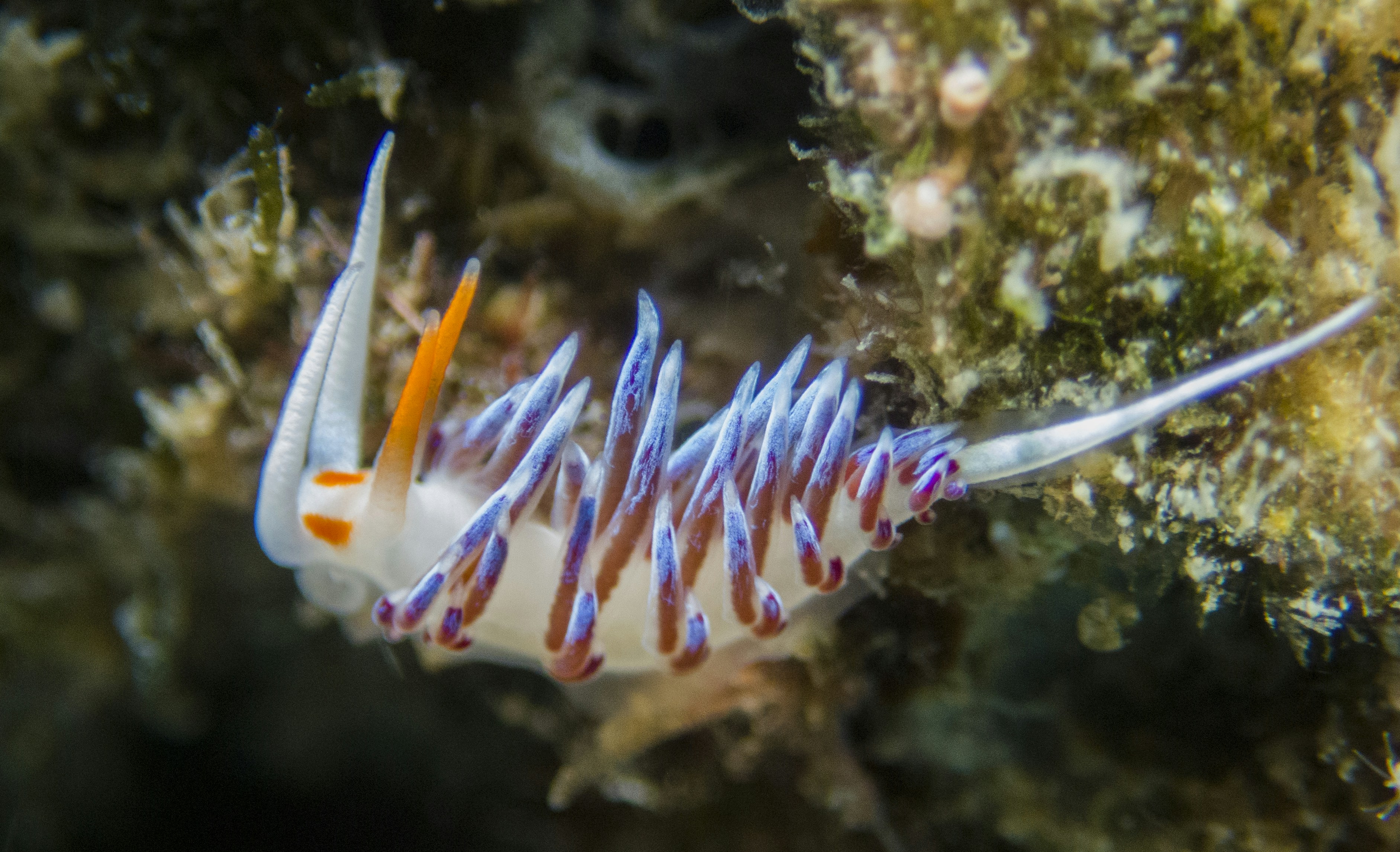 Underwater Elegance: The Colorful Dance of a Nudibranch