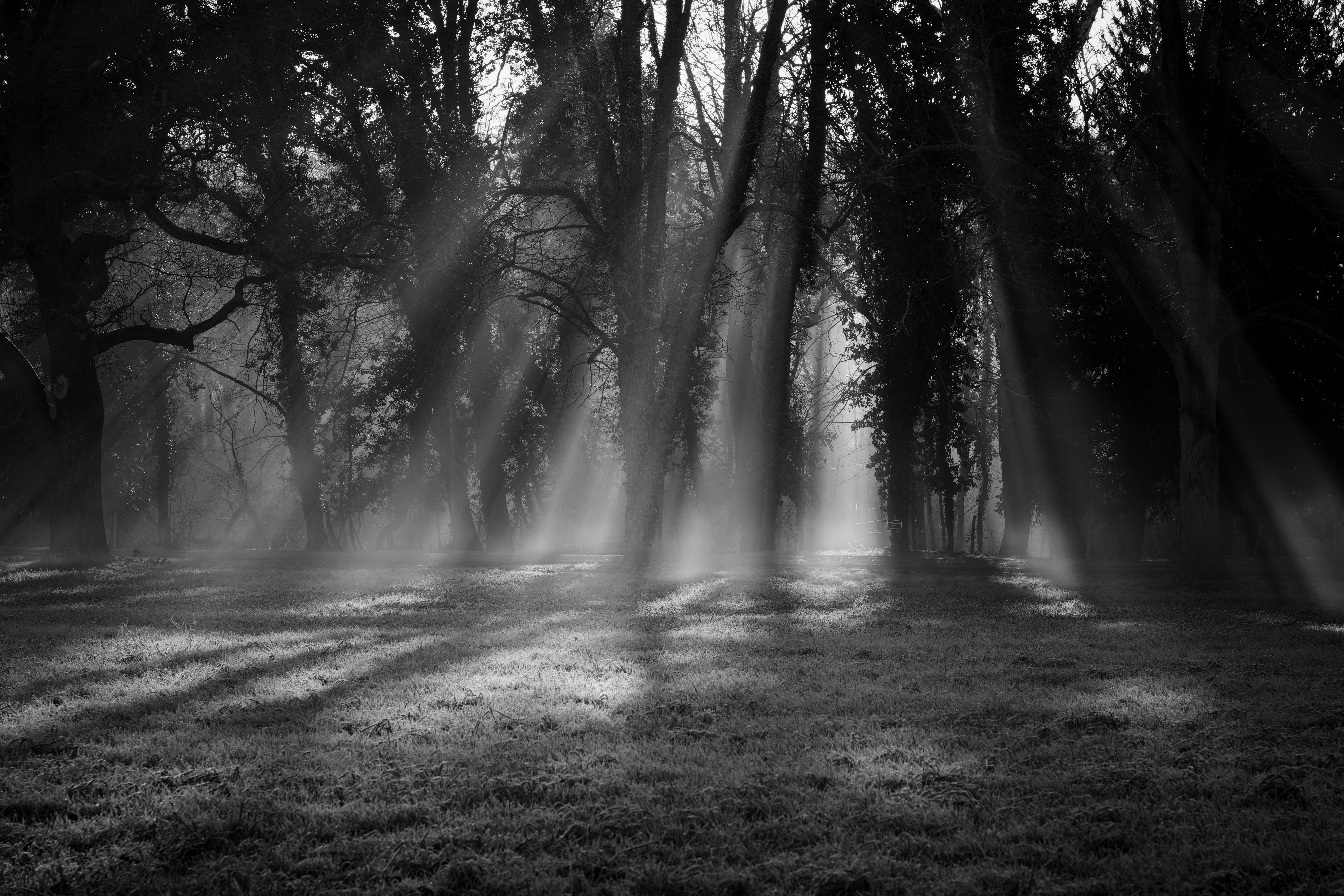 Ethereal Light Dance in Leafless Grove
