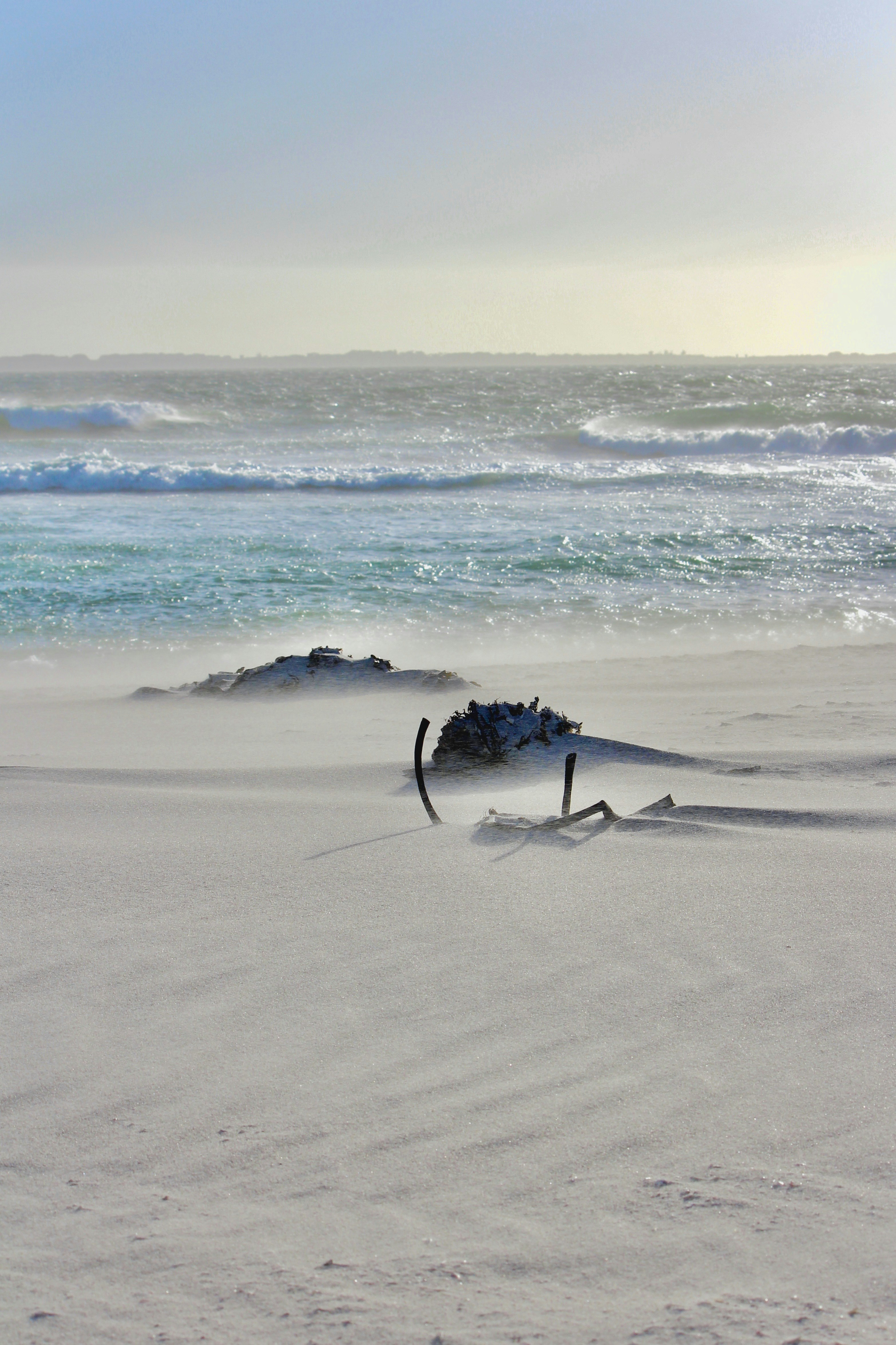 Driftwood Silhouettes on a Wind-Kissed Shore