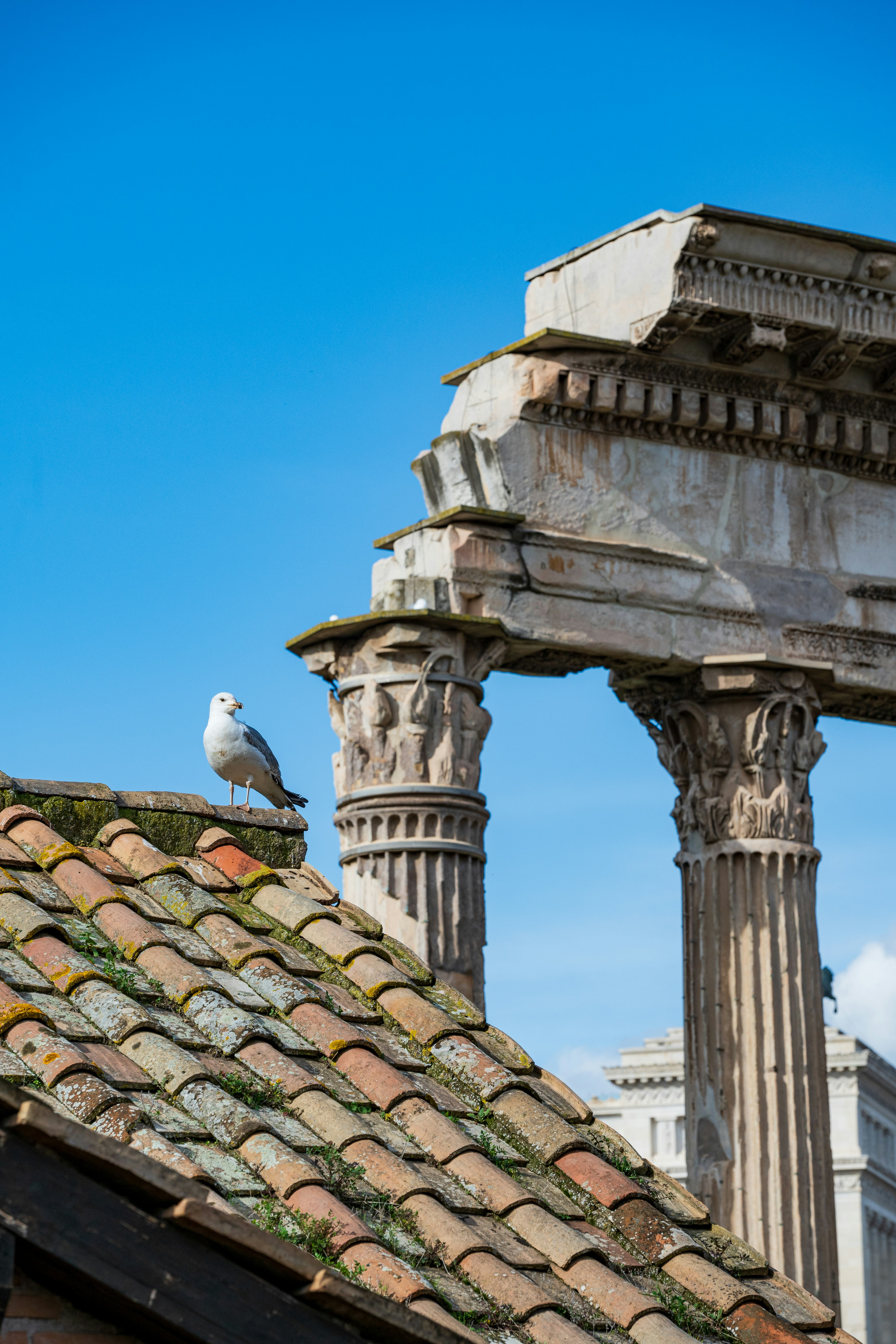 Stone Temple Rooftop Glider: A Seagull Above Weathered Tiles