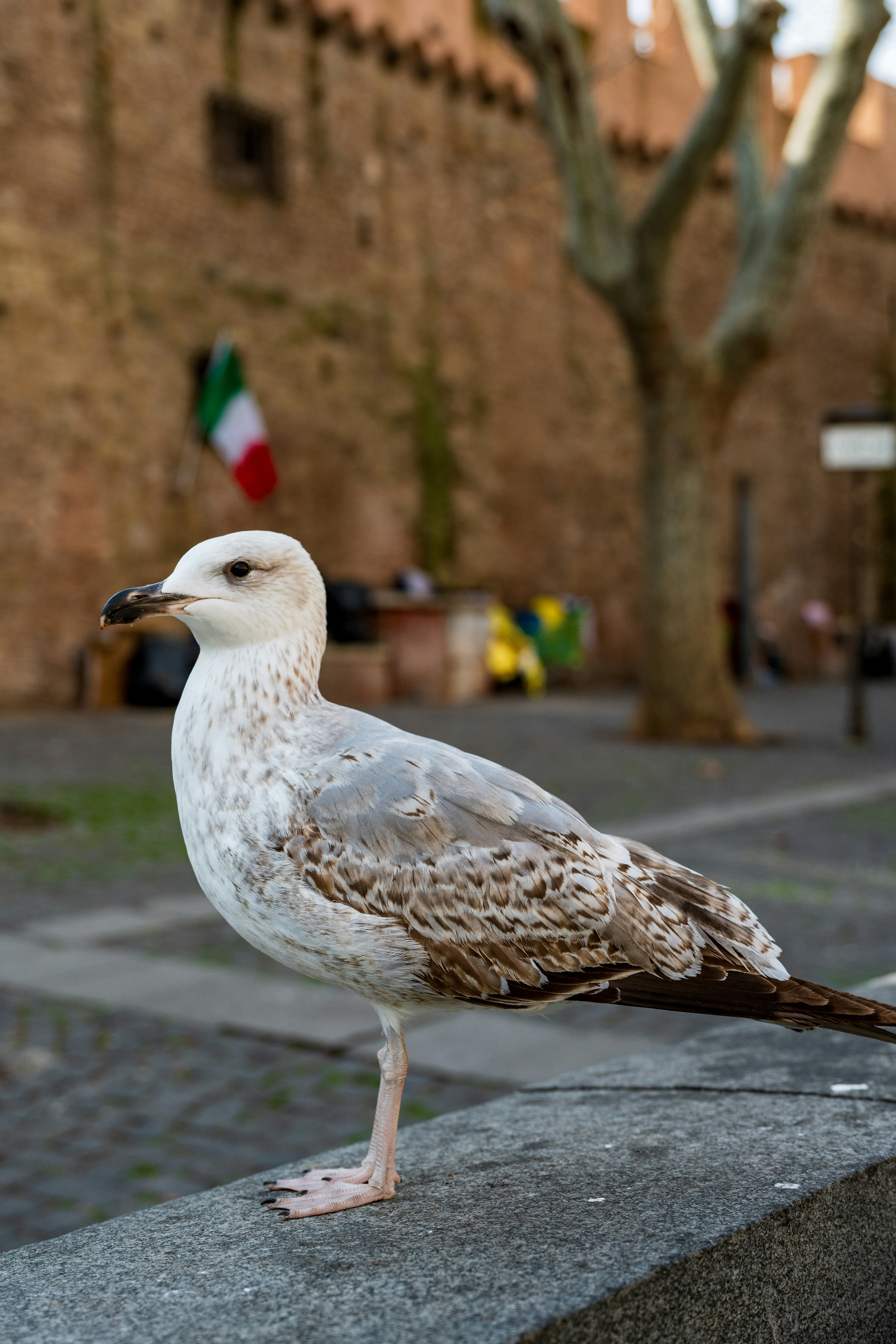 Seagull on a Stone Ledge in a Sunlit Italian Square