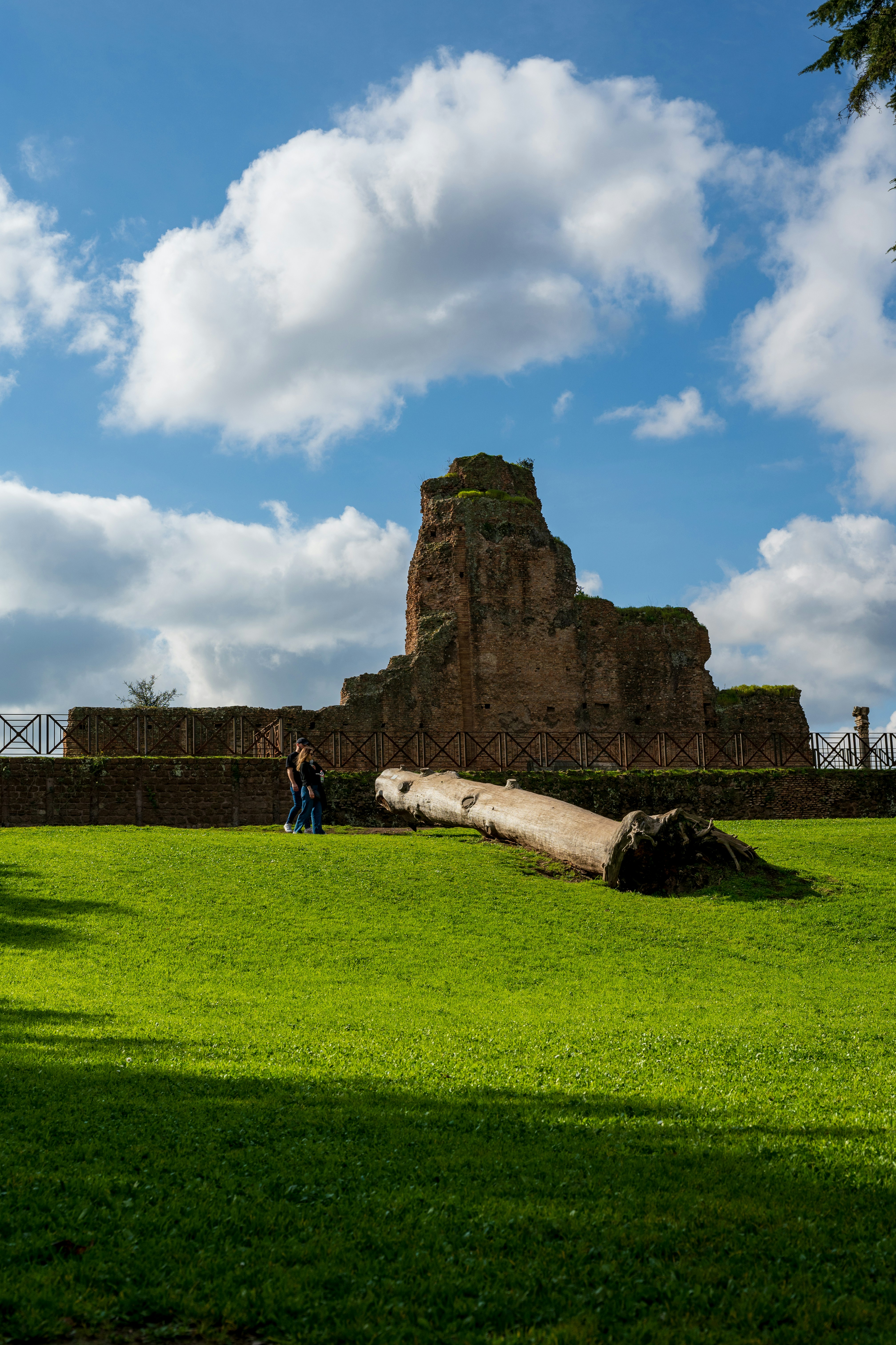 A large tree laying on top of a lush green field photo – Free Human ...