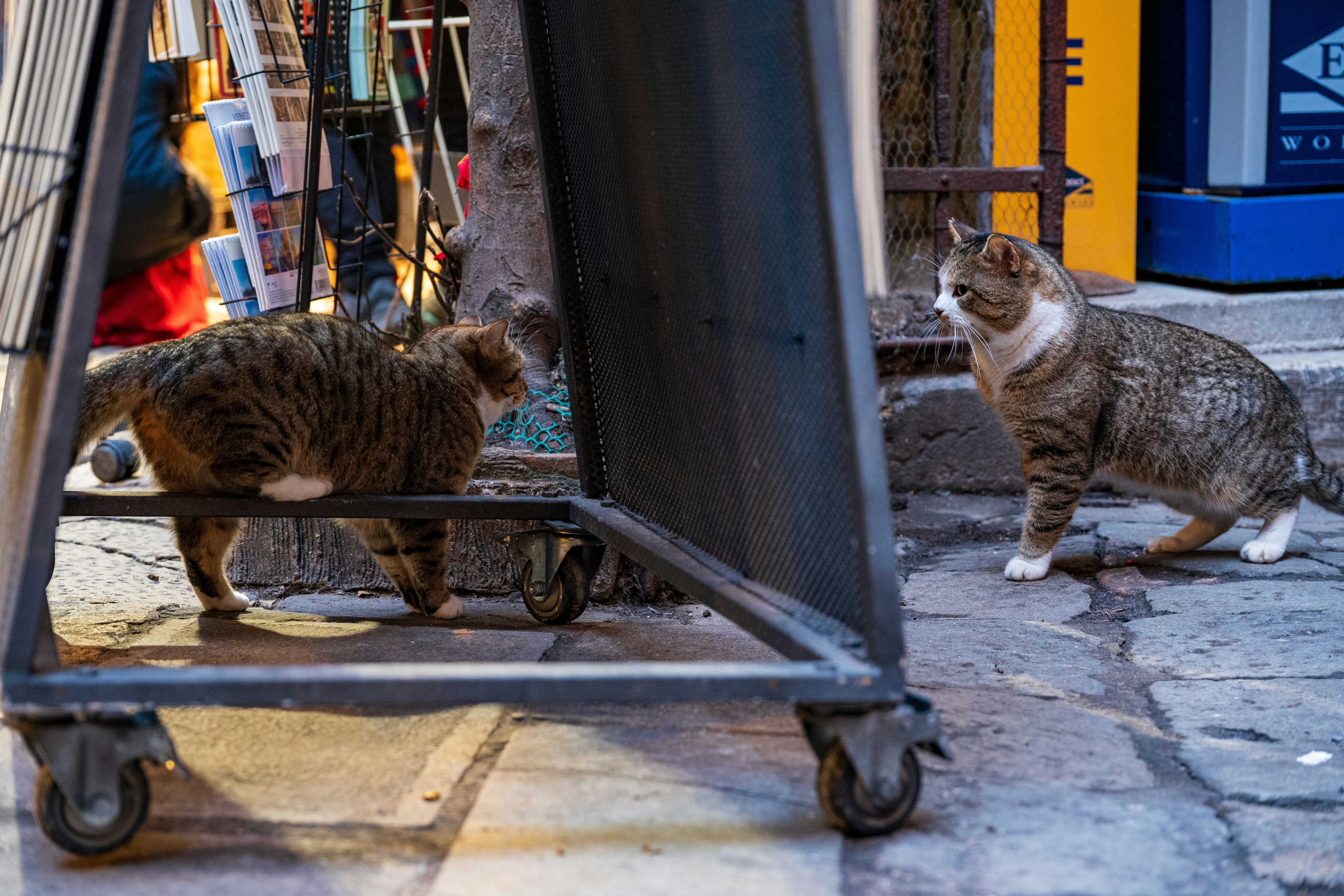 A couple of cats sitting on top of a metal cart photo – Free Cat Image ...