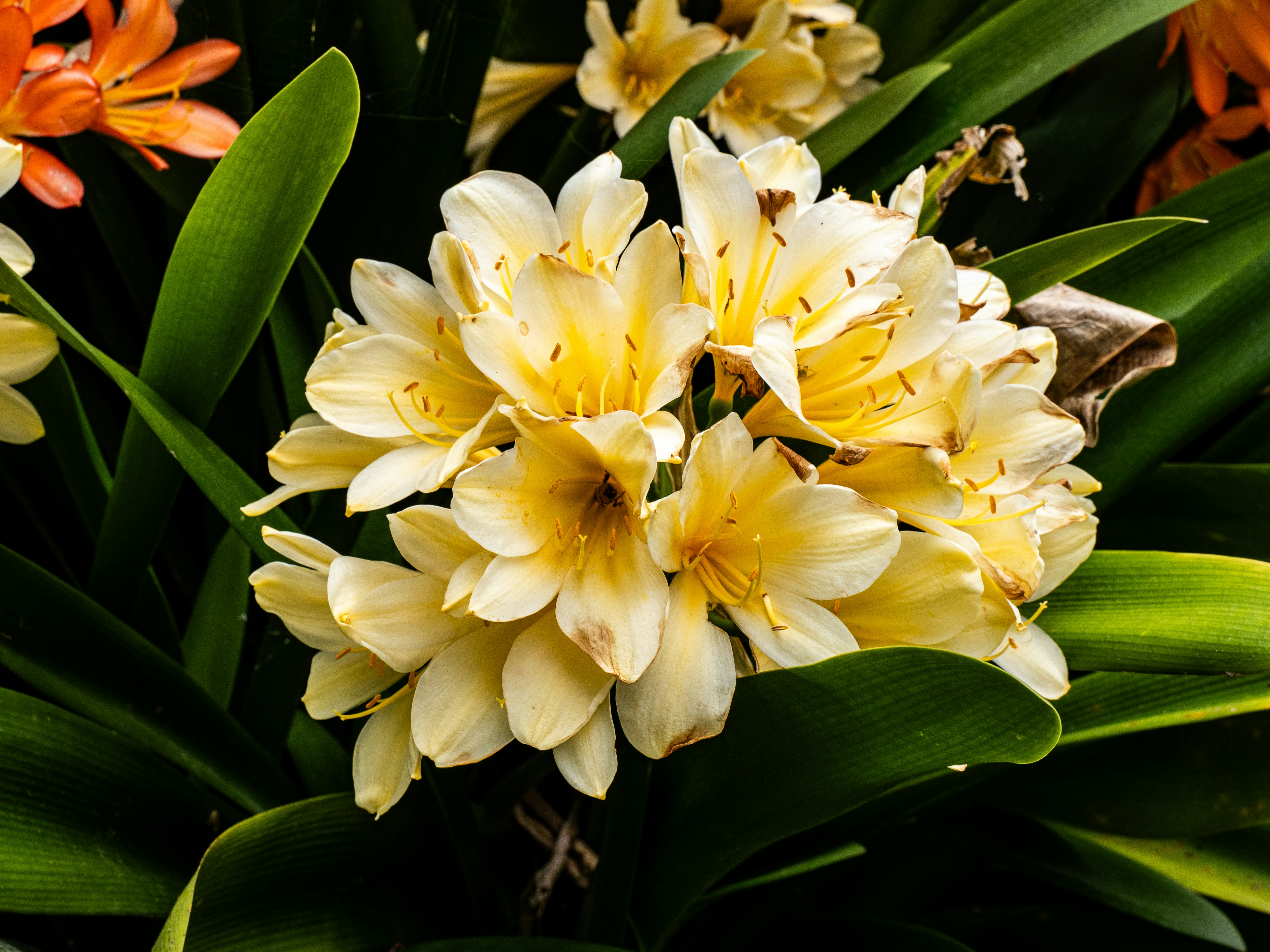 Creamy yellow blossom cluster anchors a glossy tropical leafscape