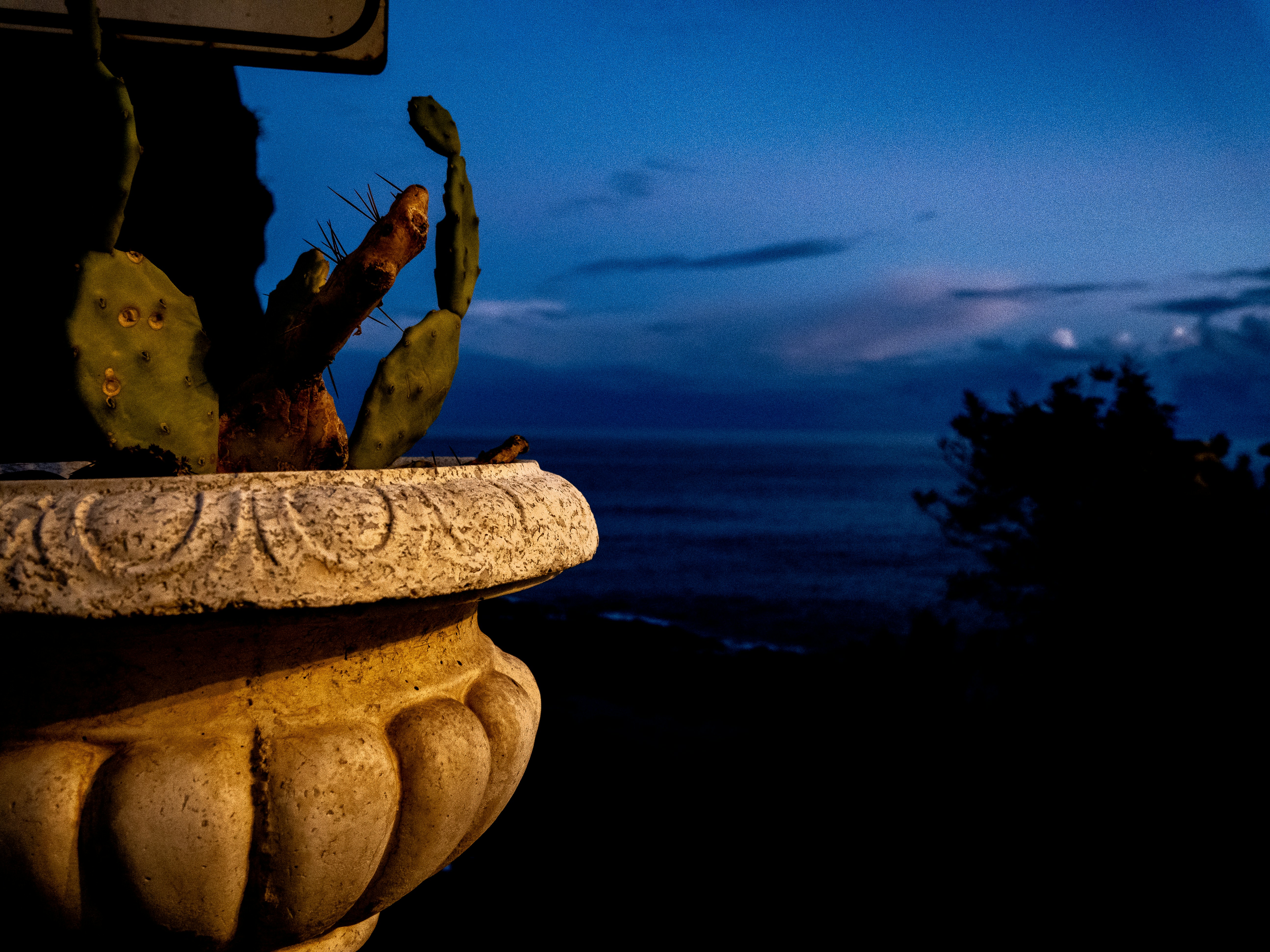 Cactus in a stone planter silhouetted against a twilight ocean view.