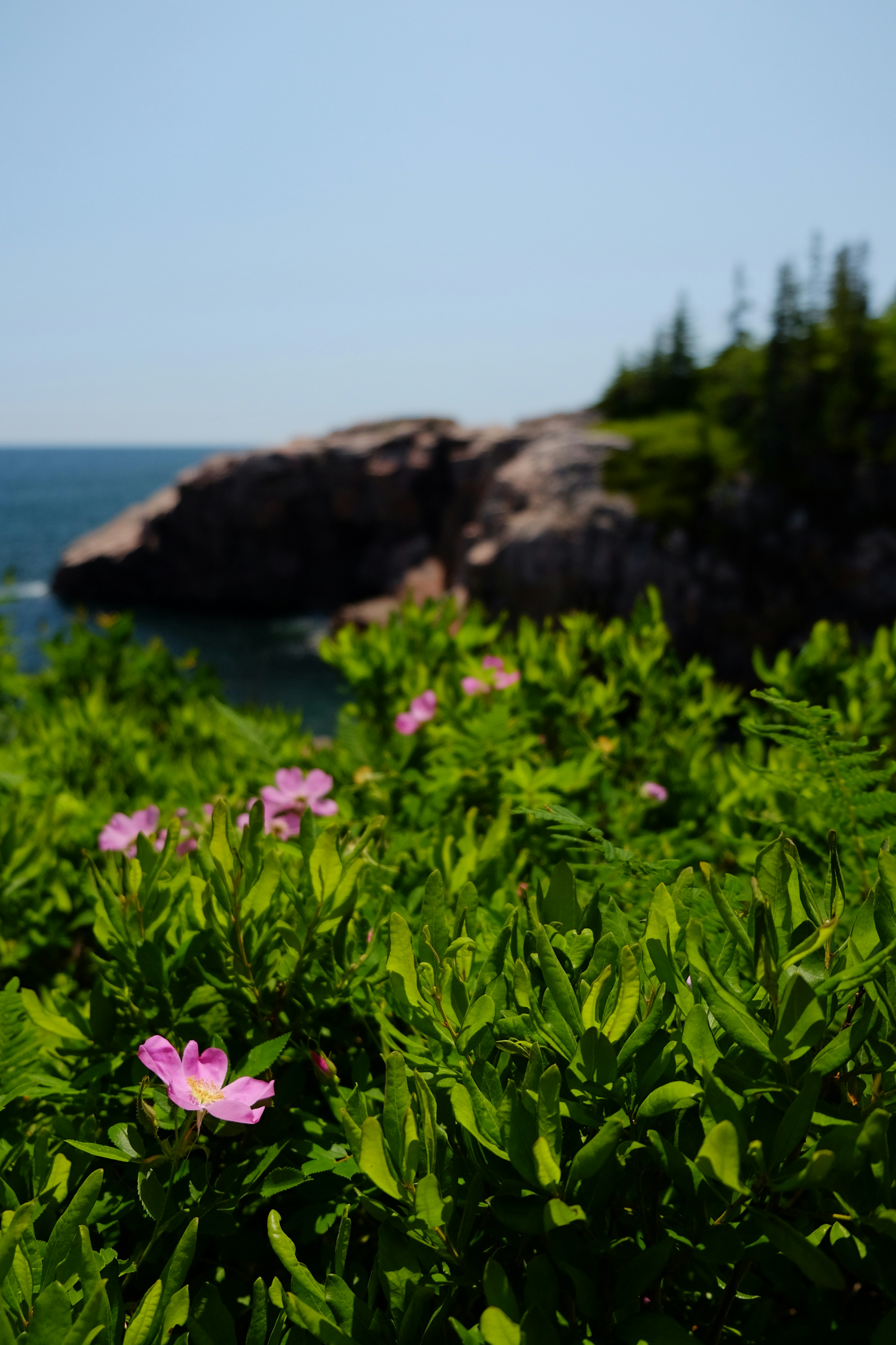 Coastal Wildflowers in Focus