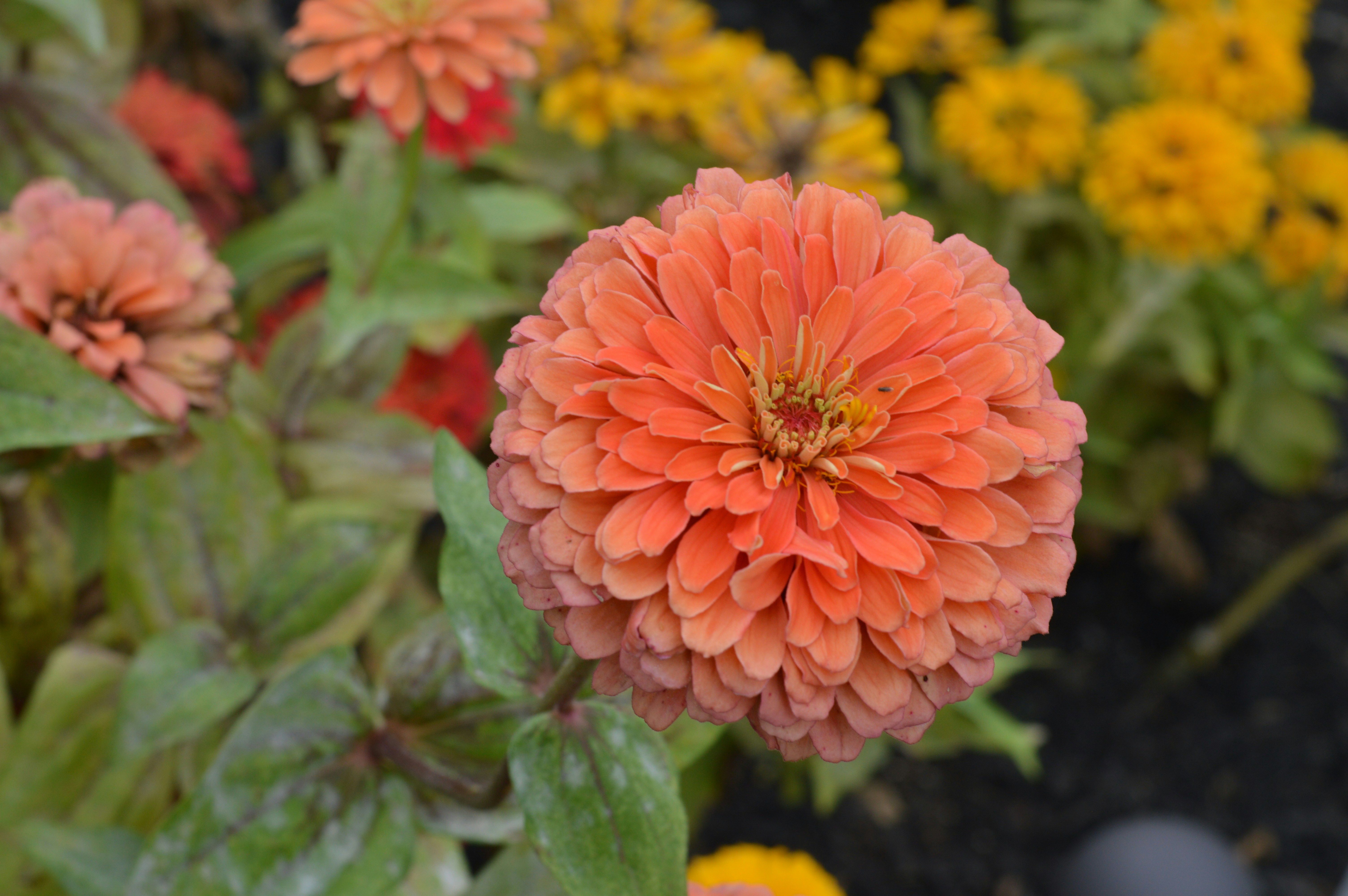 Petal Mosaic: A Coral Zinnia Framed by a Blurred Garden