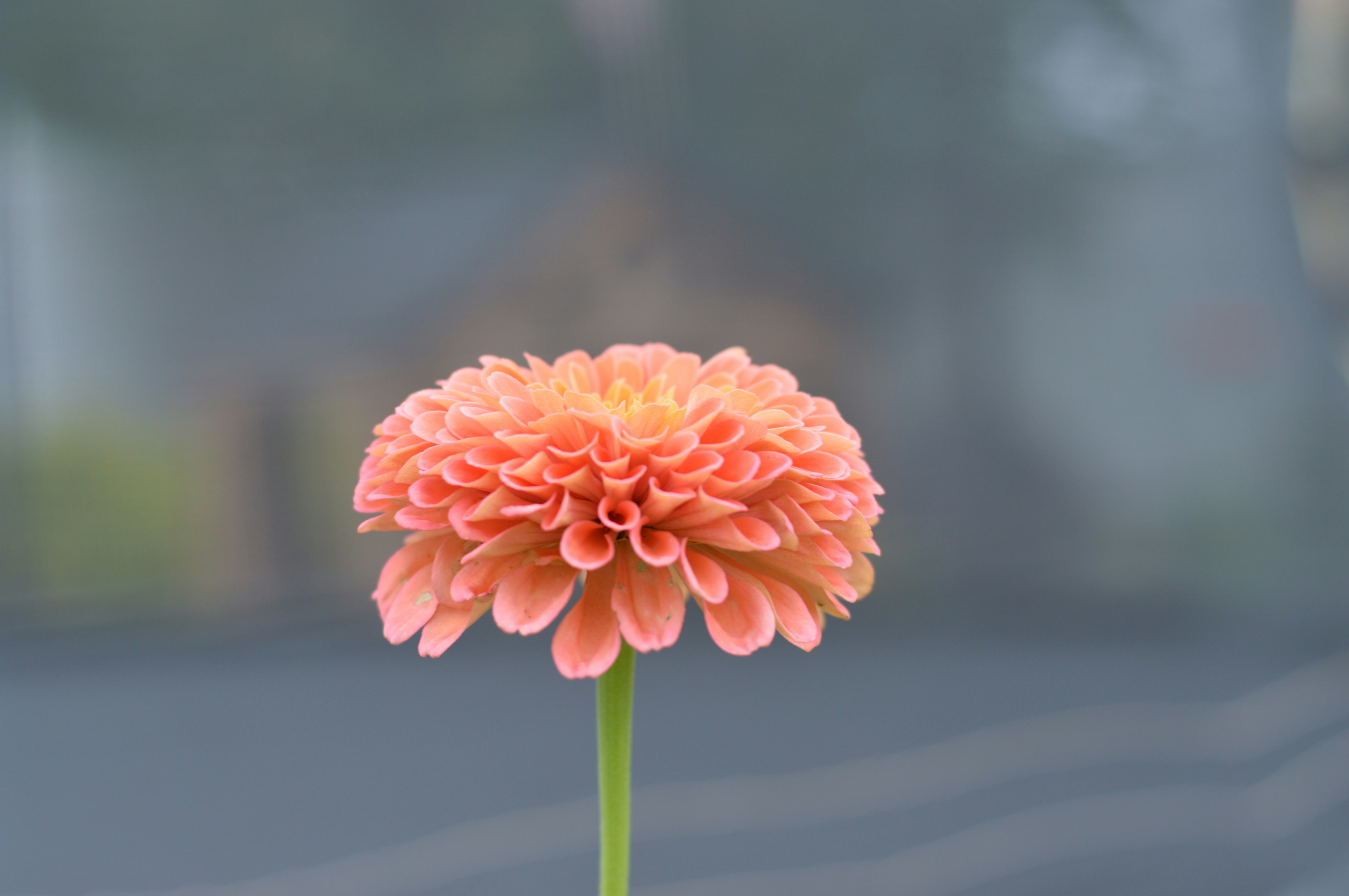 Coral Dahlia Crown Against a Quiet Urban Blur