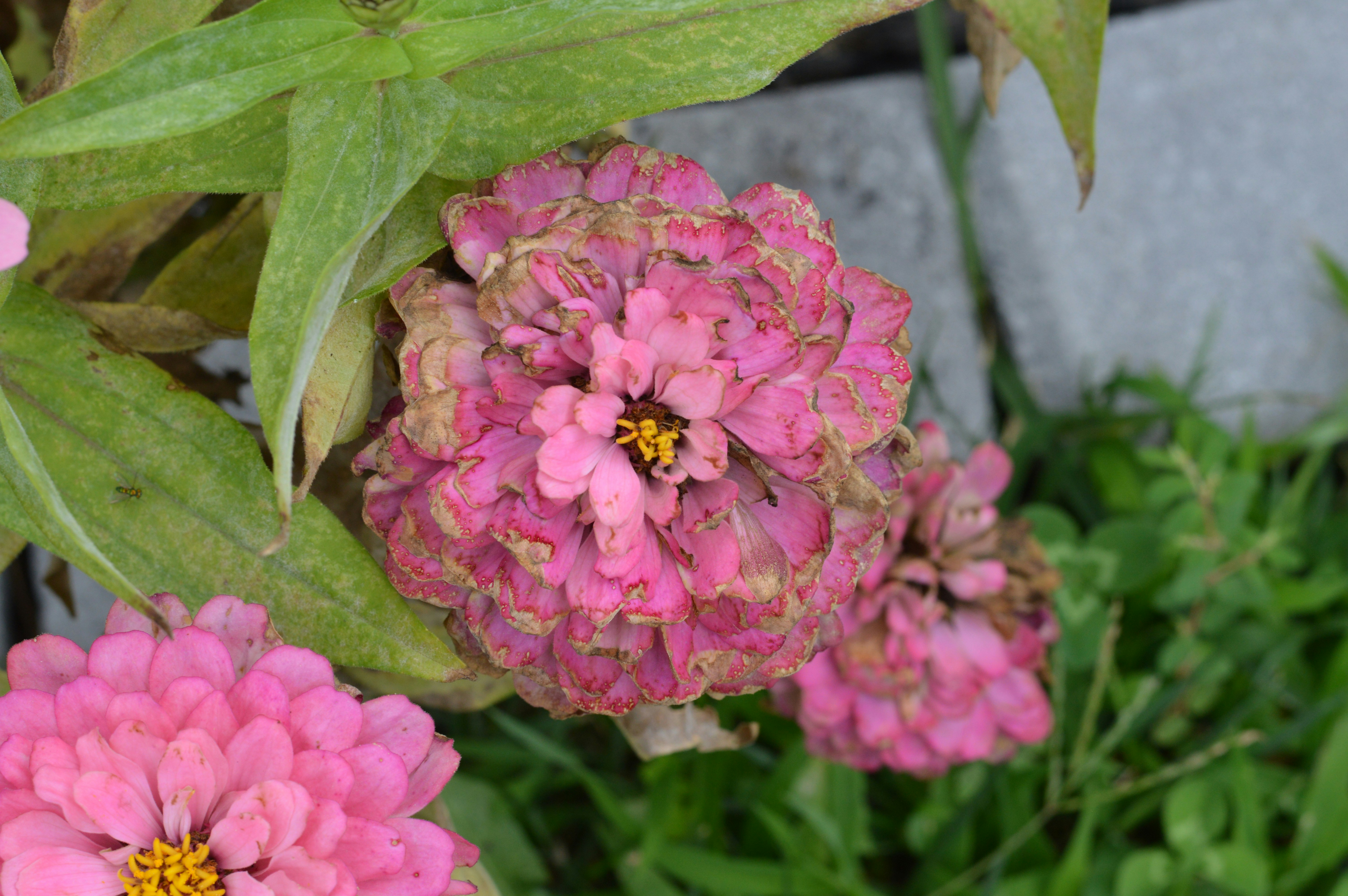 Weathered Rosy Zinnia Close-Up: Pink Petals Framing a Bright Center