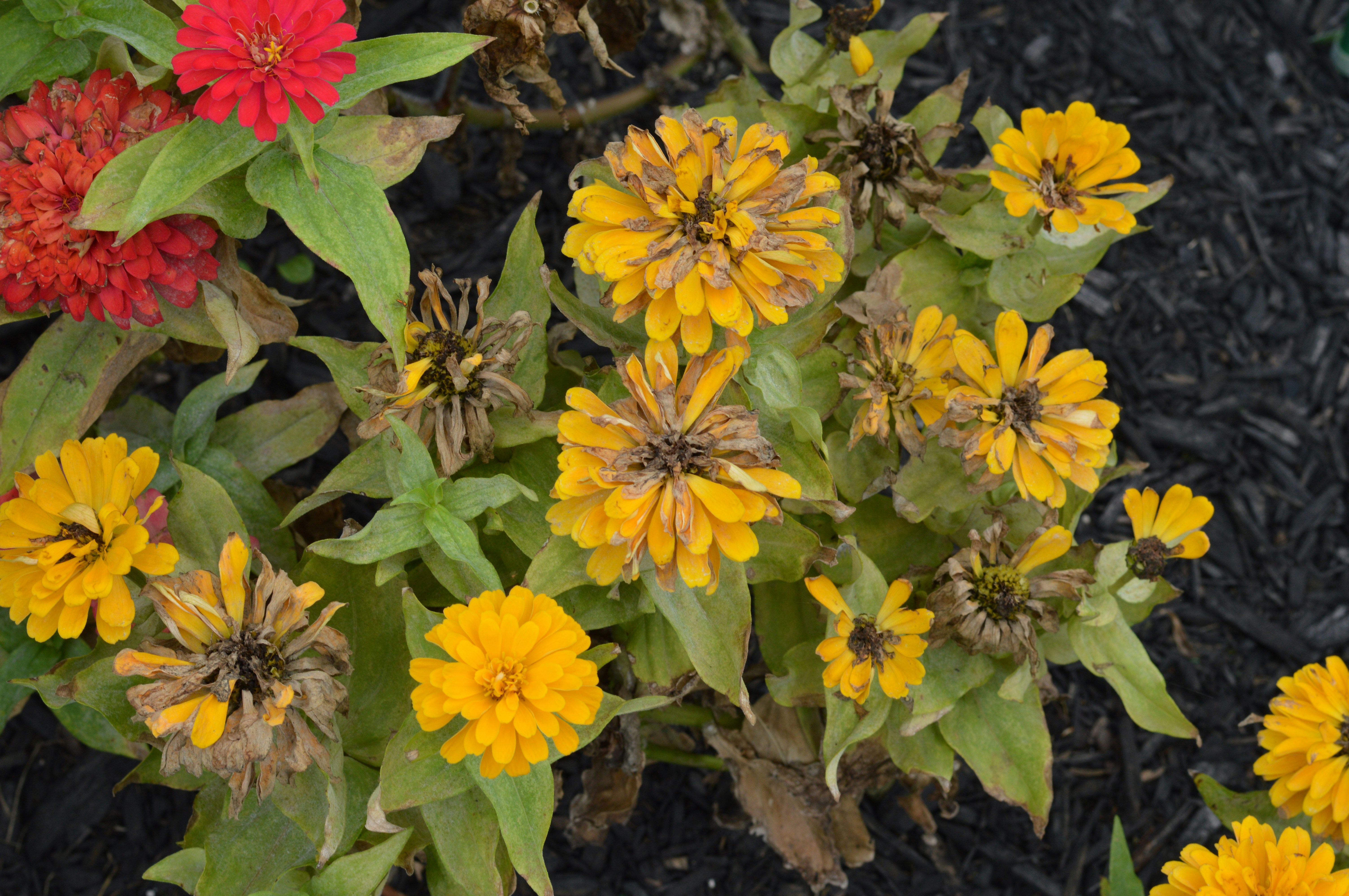 Sunlit Zest: A Patch of Vibrant Zinnias in Garden Bed