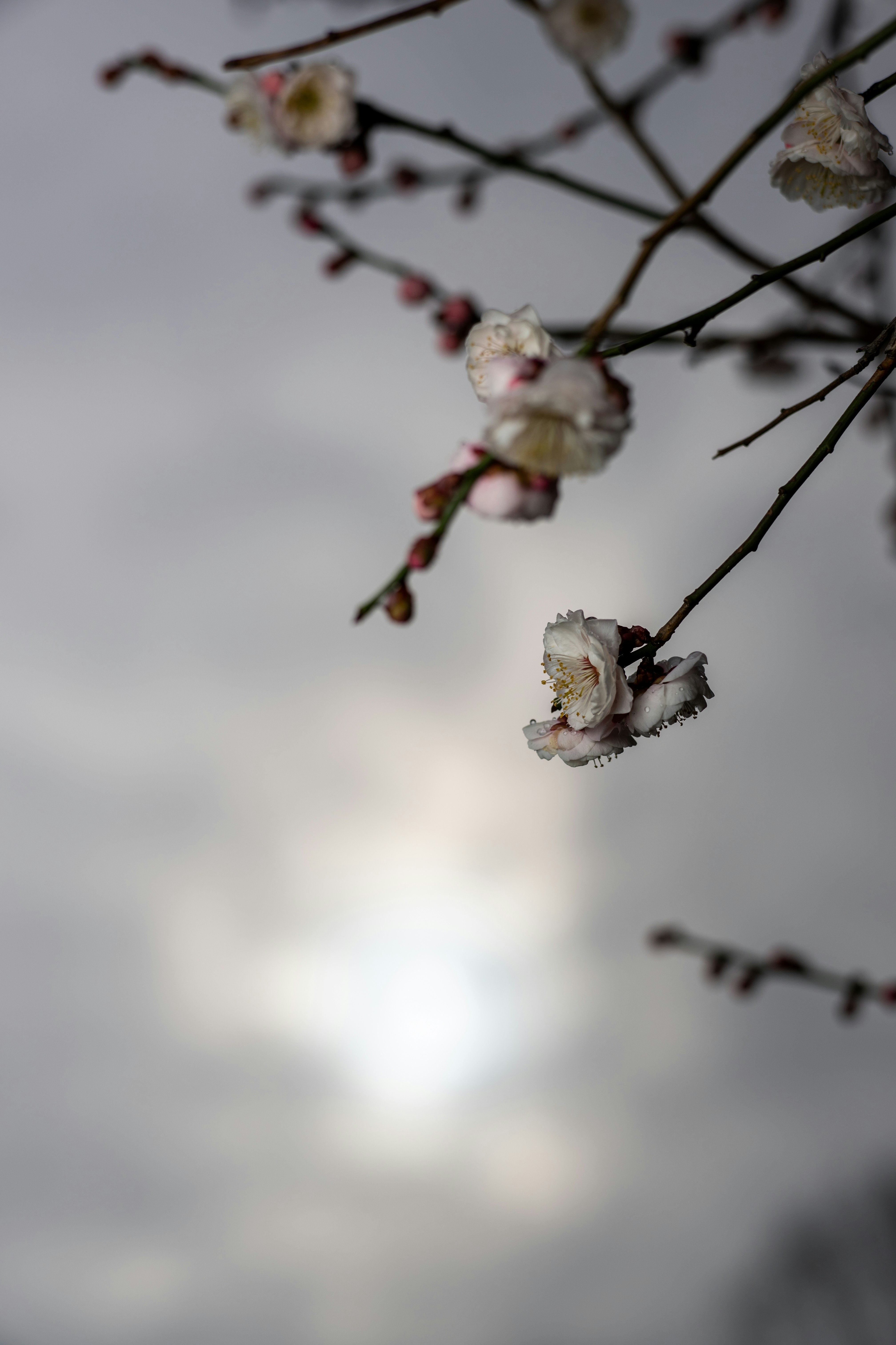 Crimson Buds Against a Soft Winter Sky