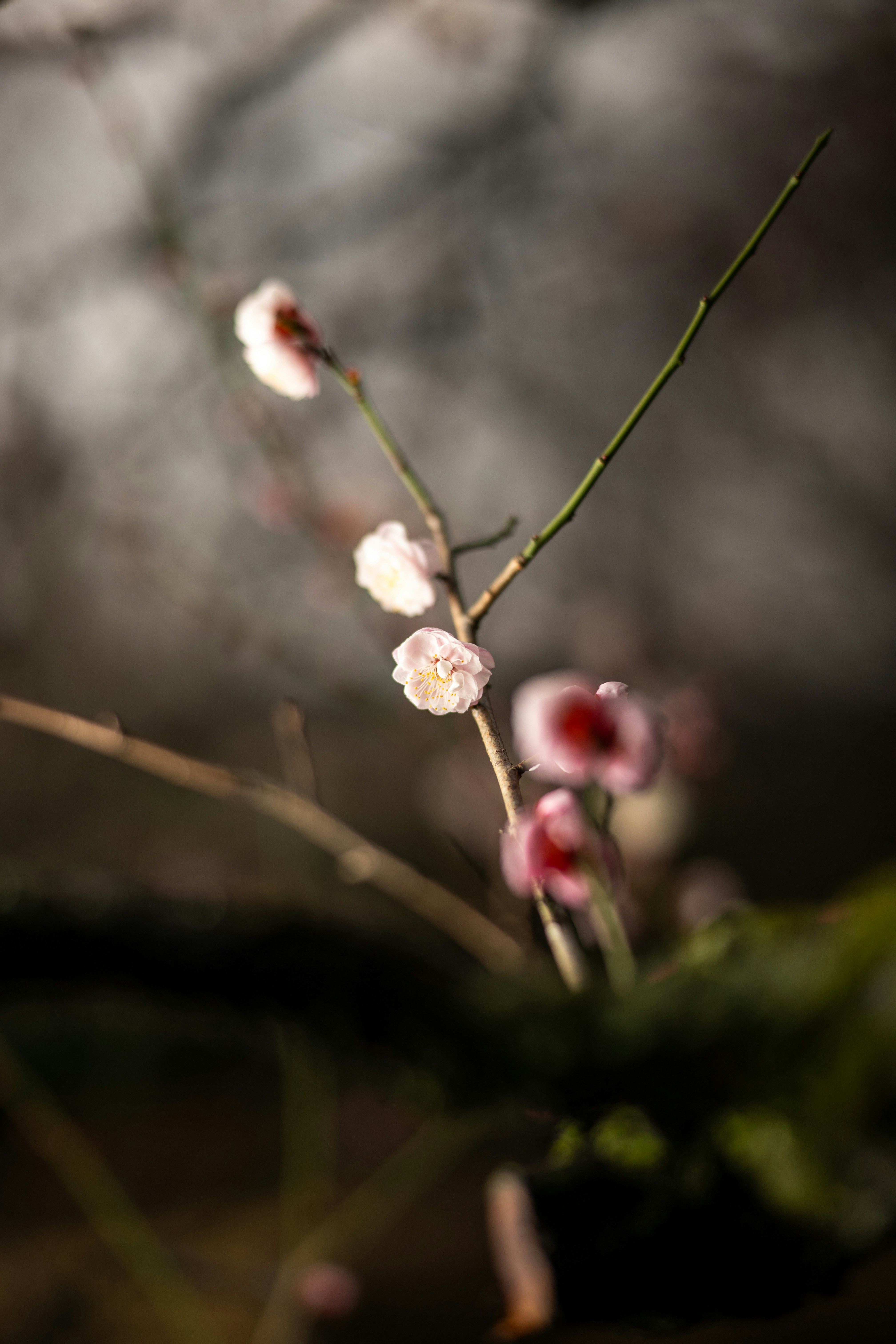 A close up of a plant with small white flowers