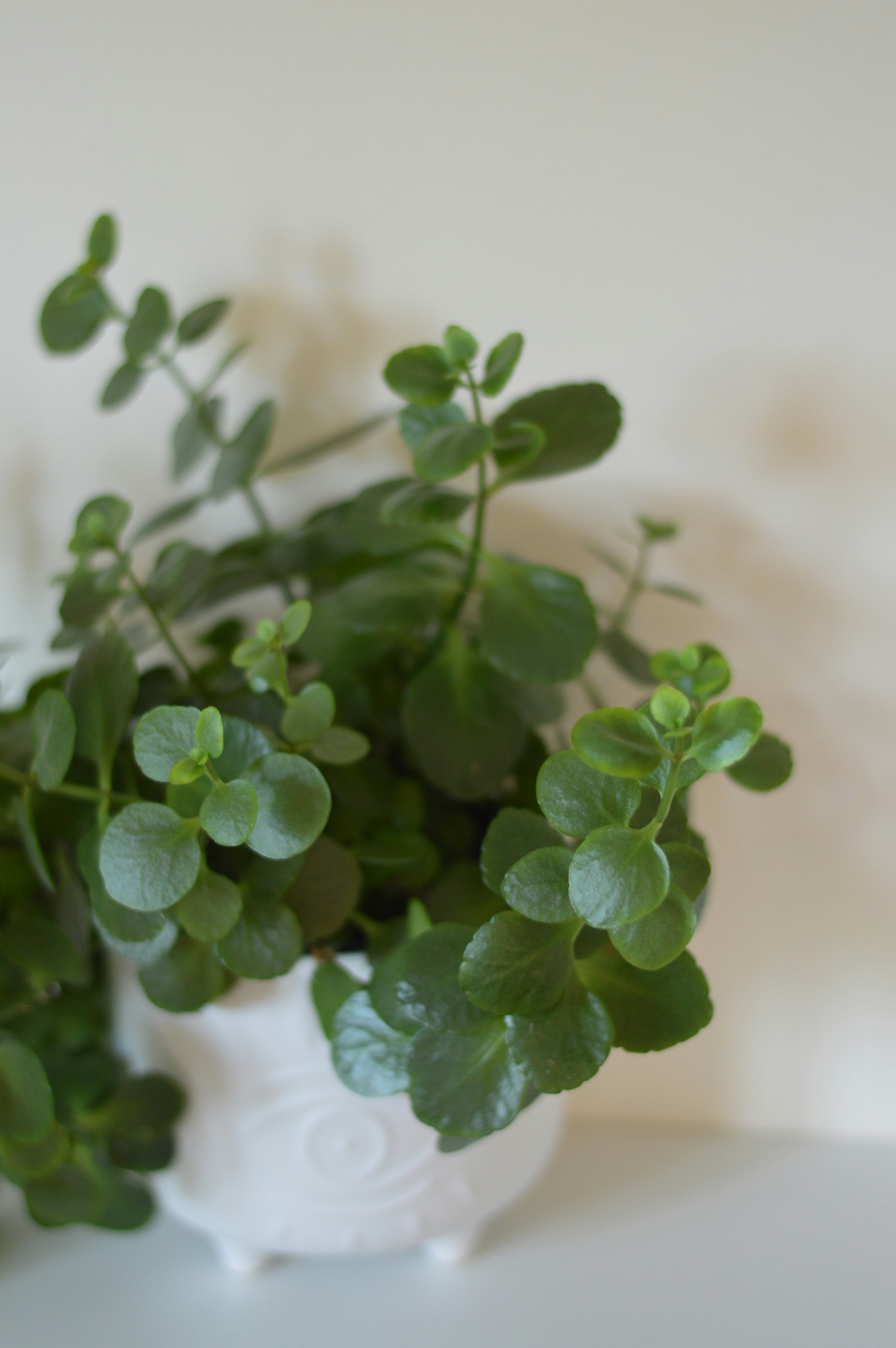 Emerald Discs: A Pilea Peperomioides Still Life in White Ceramic