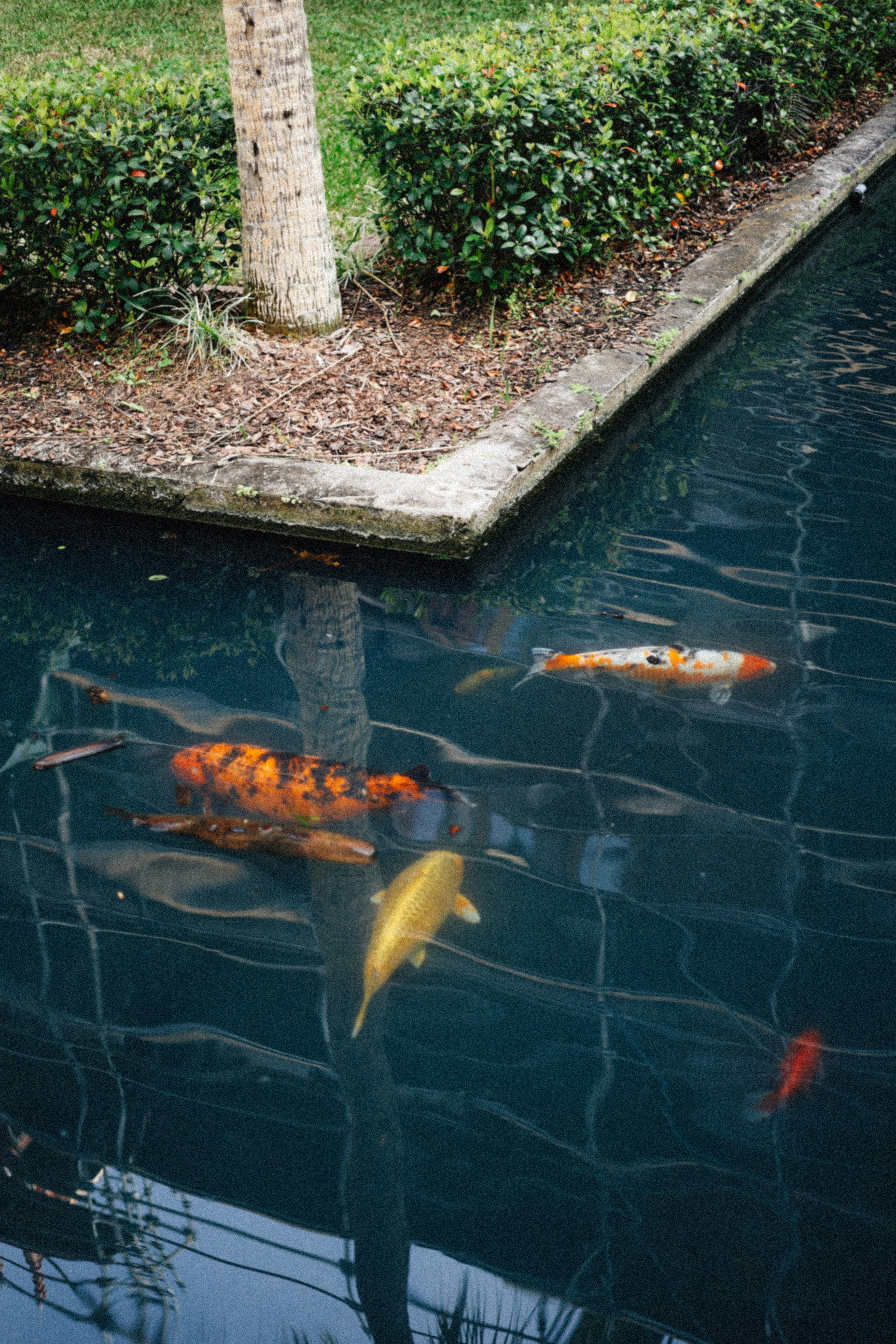 Koi Parade Along a Quiet Garden Pond