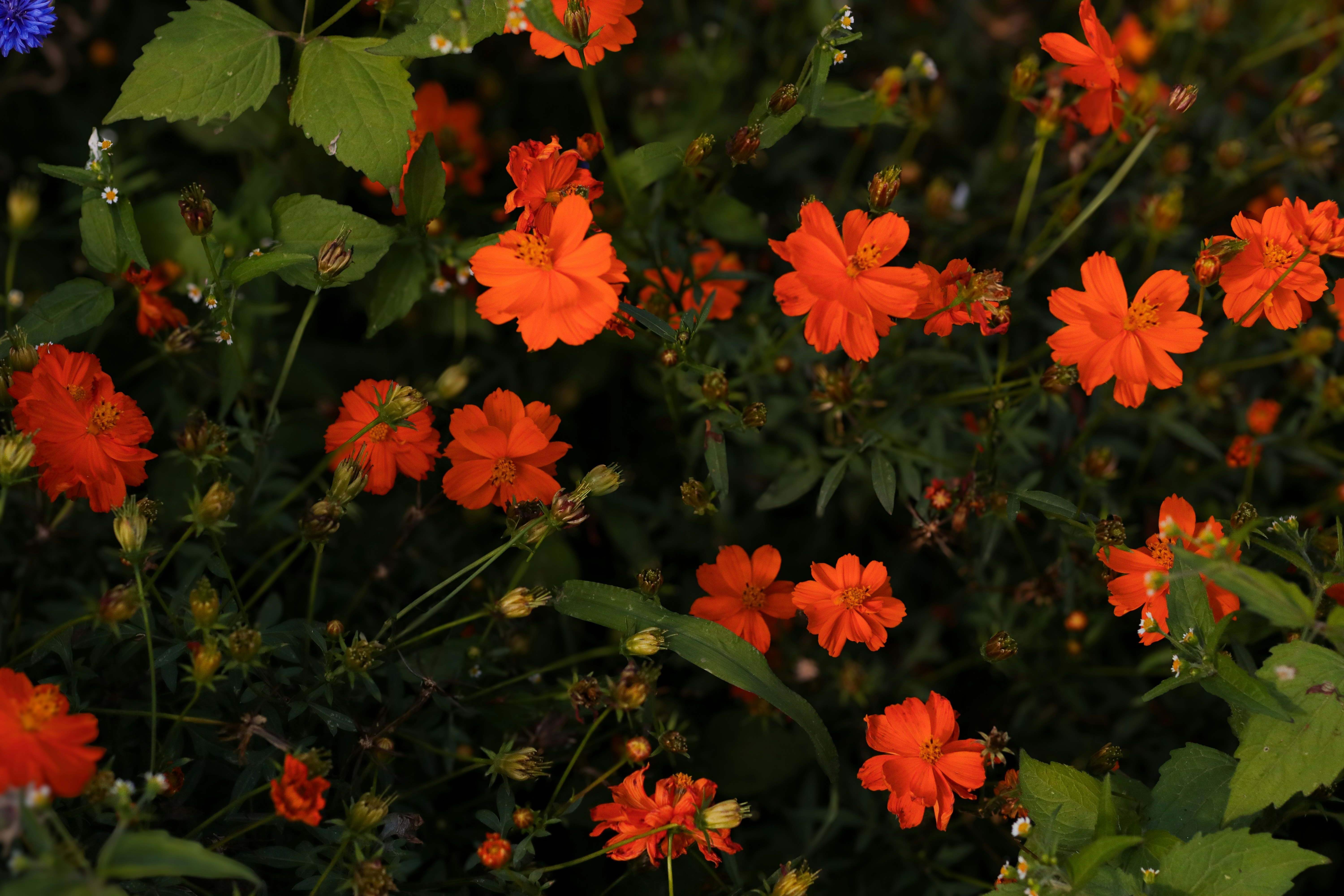 Photo by Dalal with Canon EOS 80D