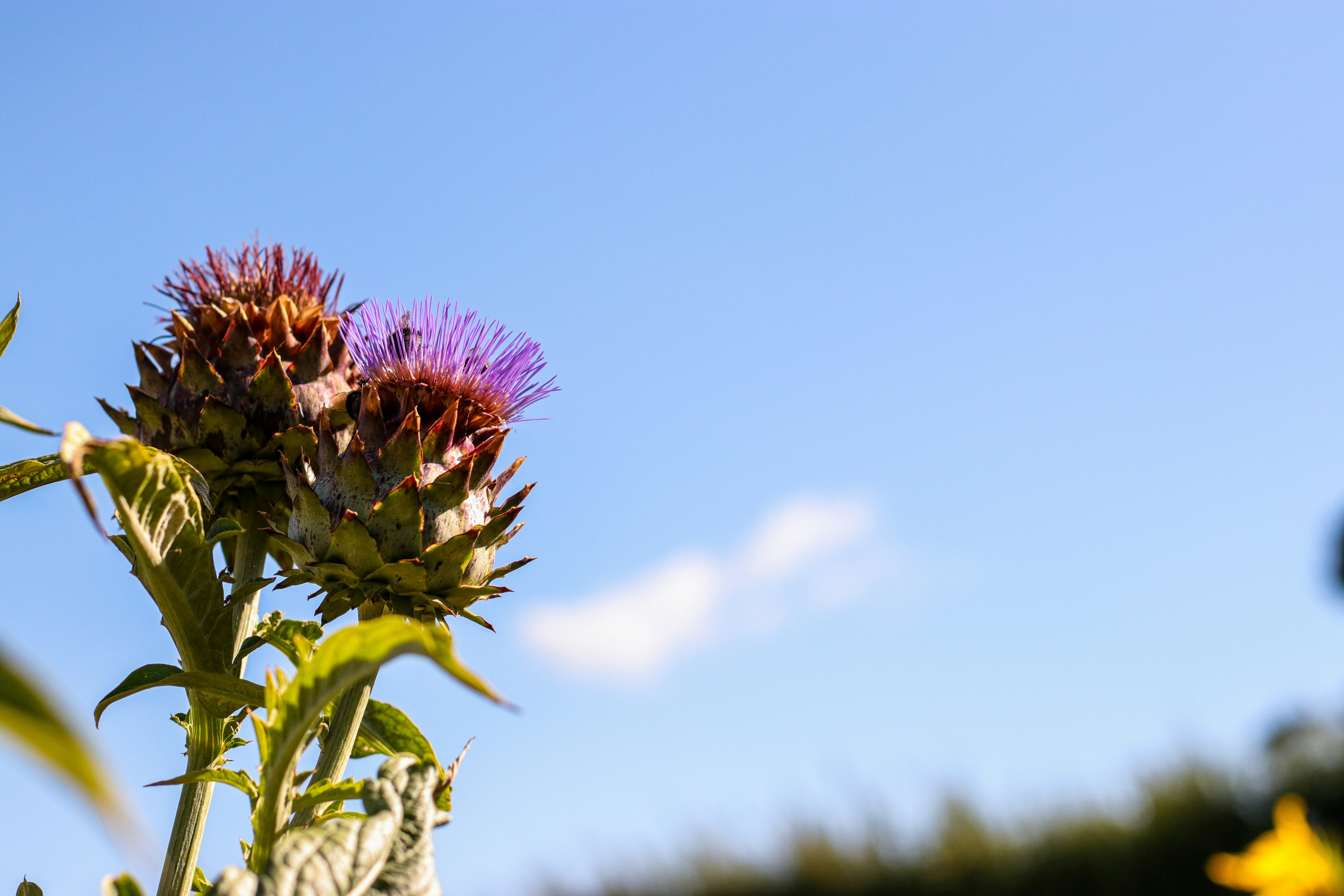 Photo by Dalal with Canon EOS 80D