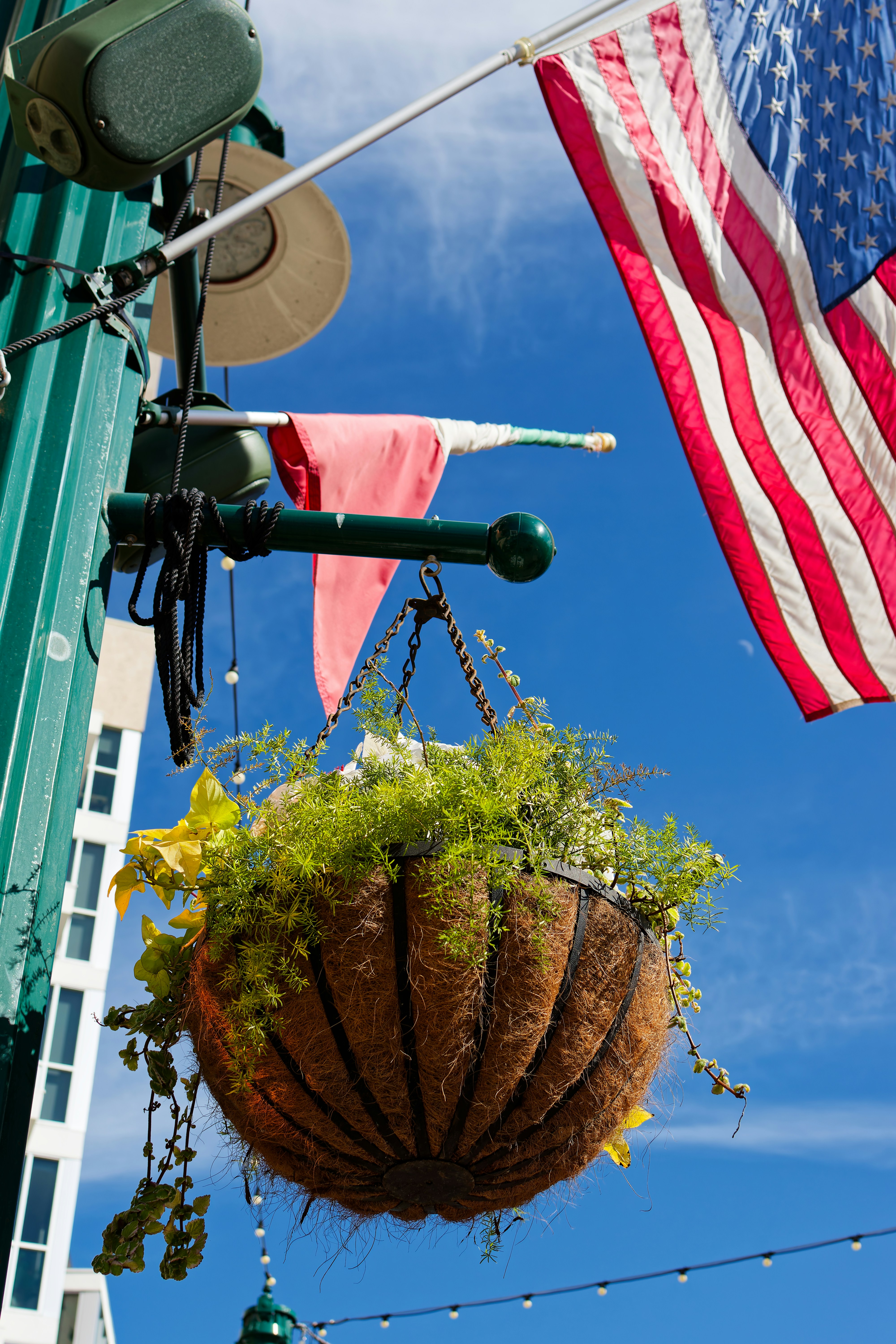 Basket Bloom Above the Blue: A Hanging Garden by the Flag
