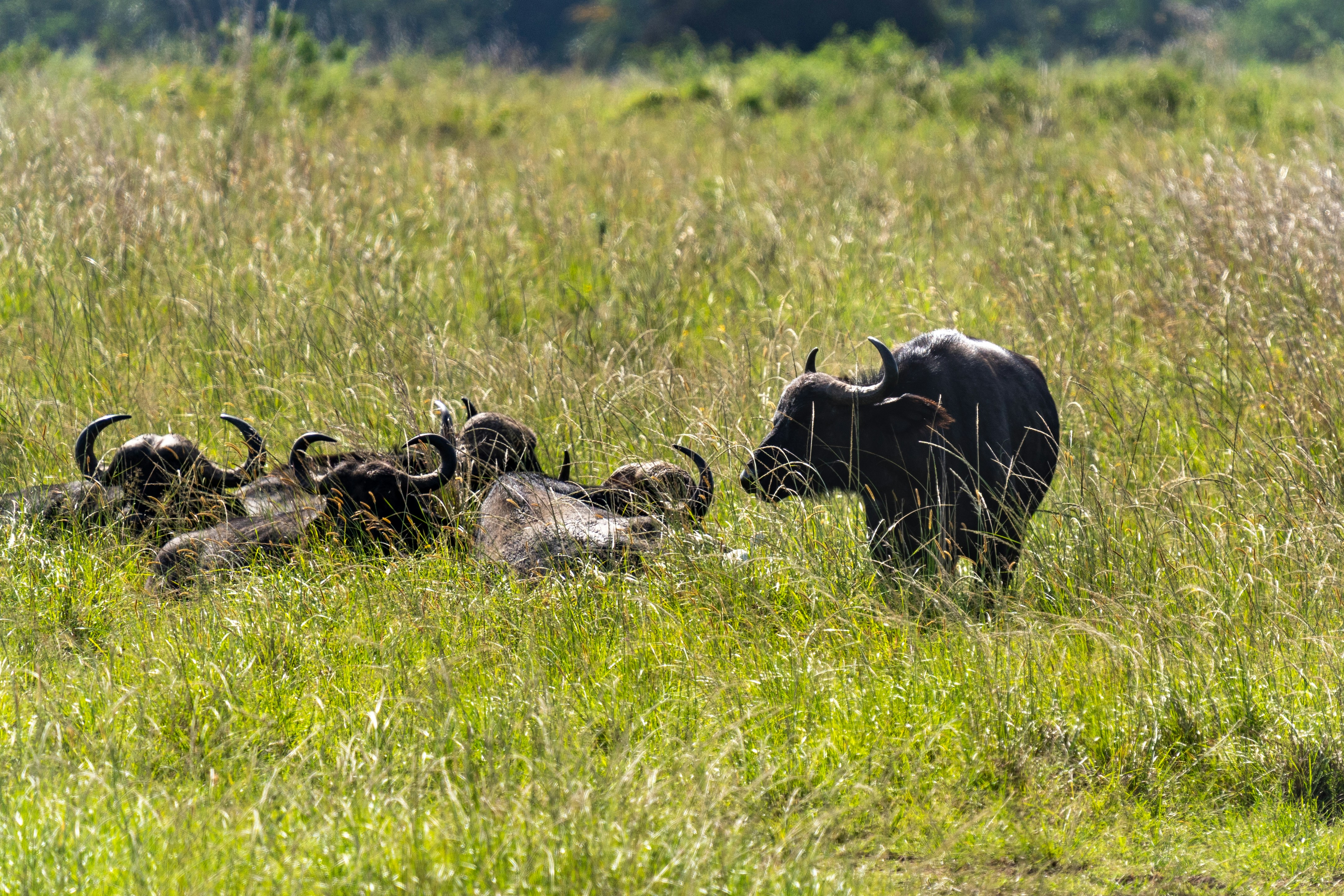 African buffalo herd rests in tall grass with one standing alert, bathed in golden sunlight.