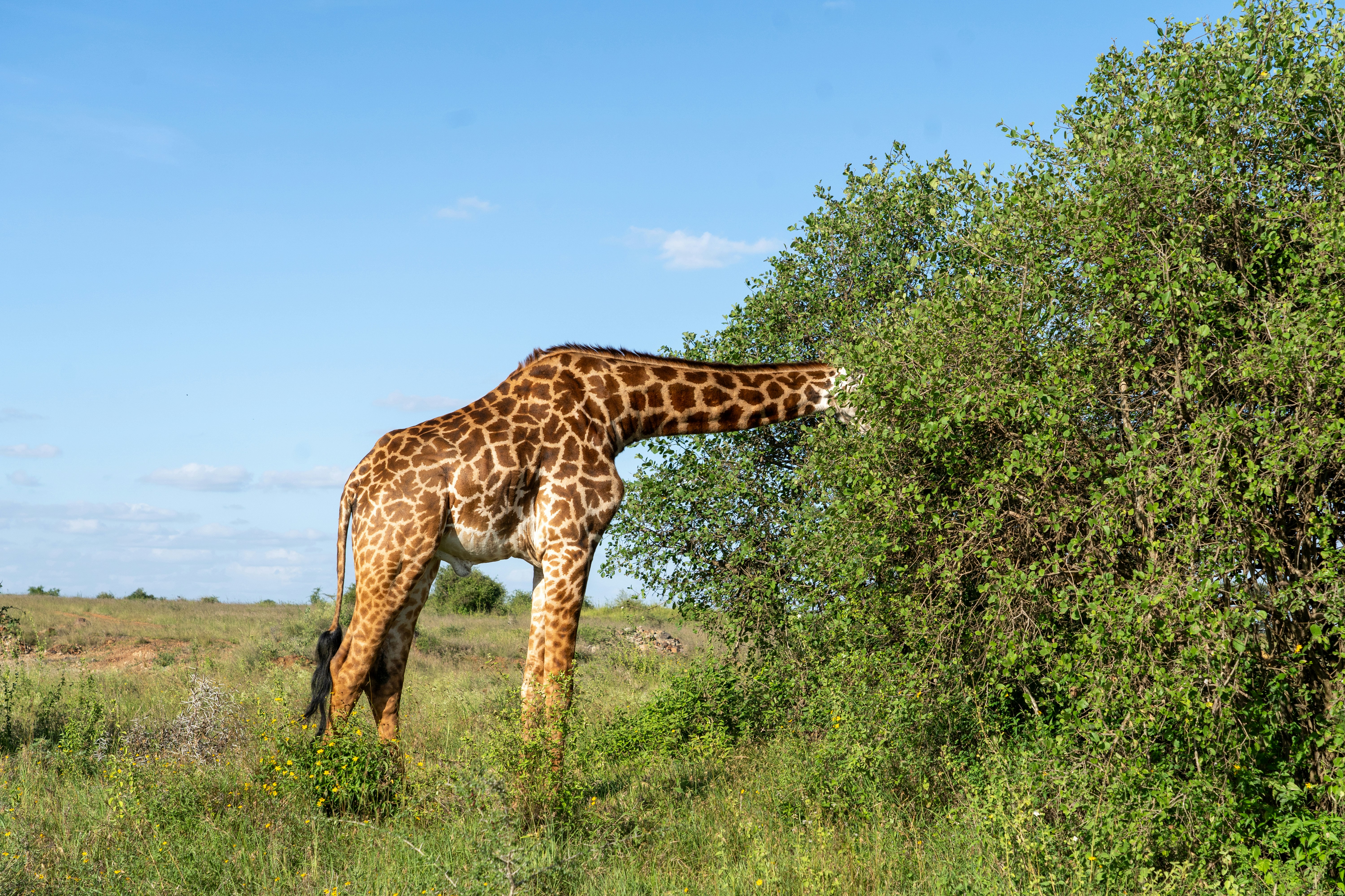 A giraffe eating leaves from a tree in a field photo – Free Nairobi ...