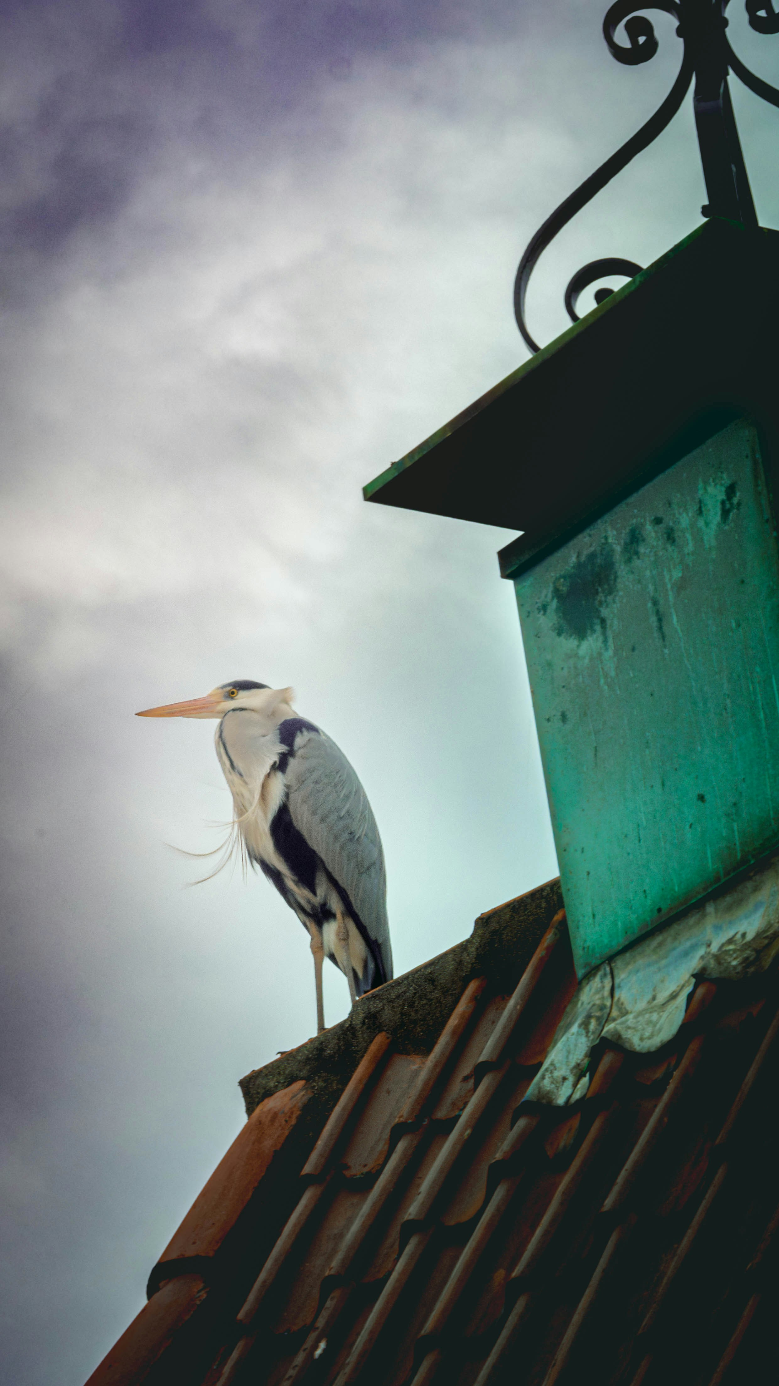 A heron perched gracefully on a rooftop, gazing into the distance against a moody sky. The juxtaposition of nature and architecture creates a unique urban landscape.