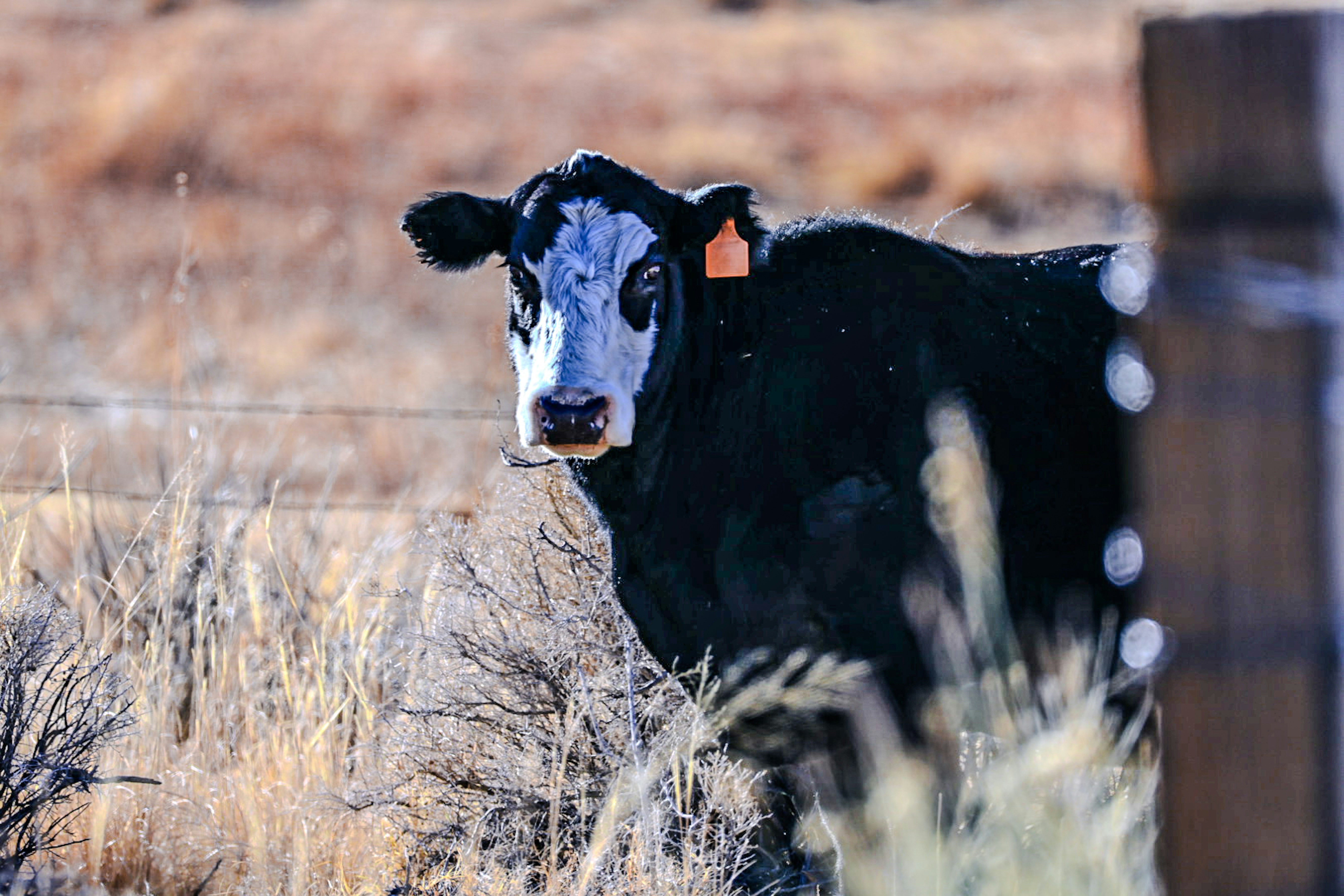 Undaunted in the Rough: A Black-and-White Cow in Late Day Light