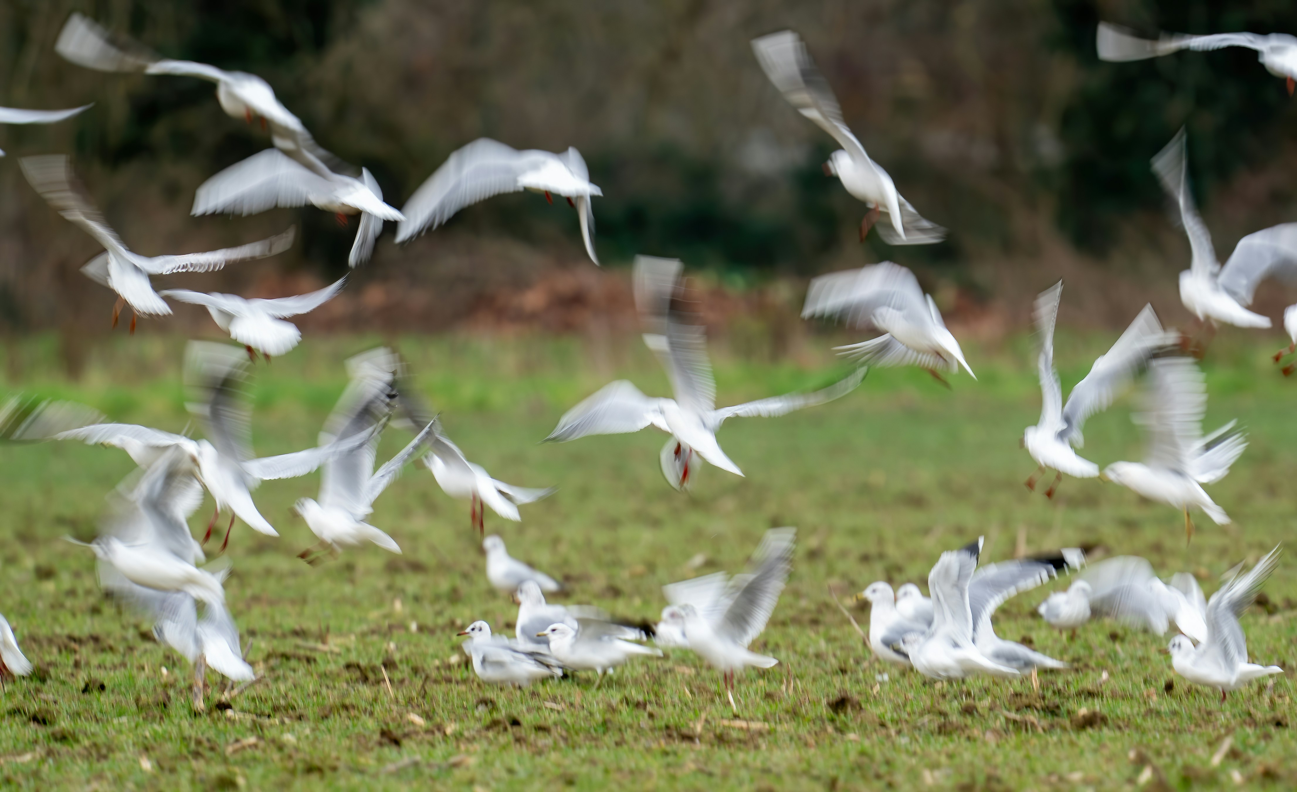 Winged Chorus Over a Grassy Field