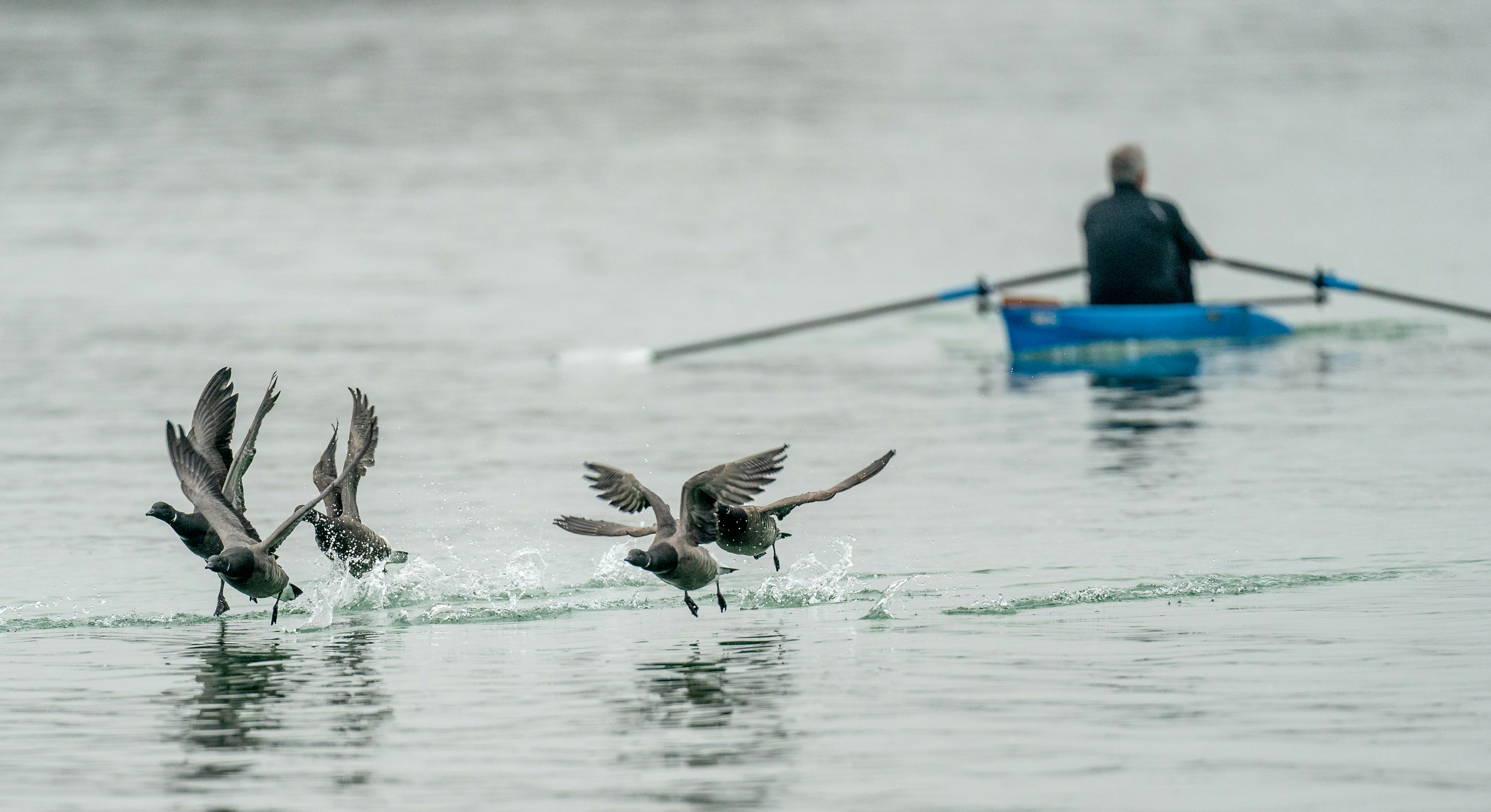 Dawn Wake: Ducks Burst into Flight as a Rower Glides By