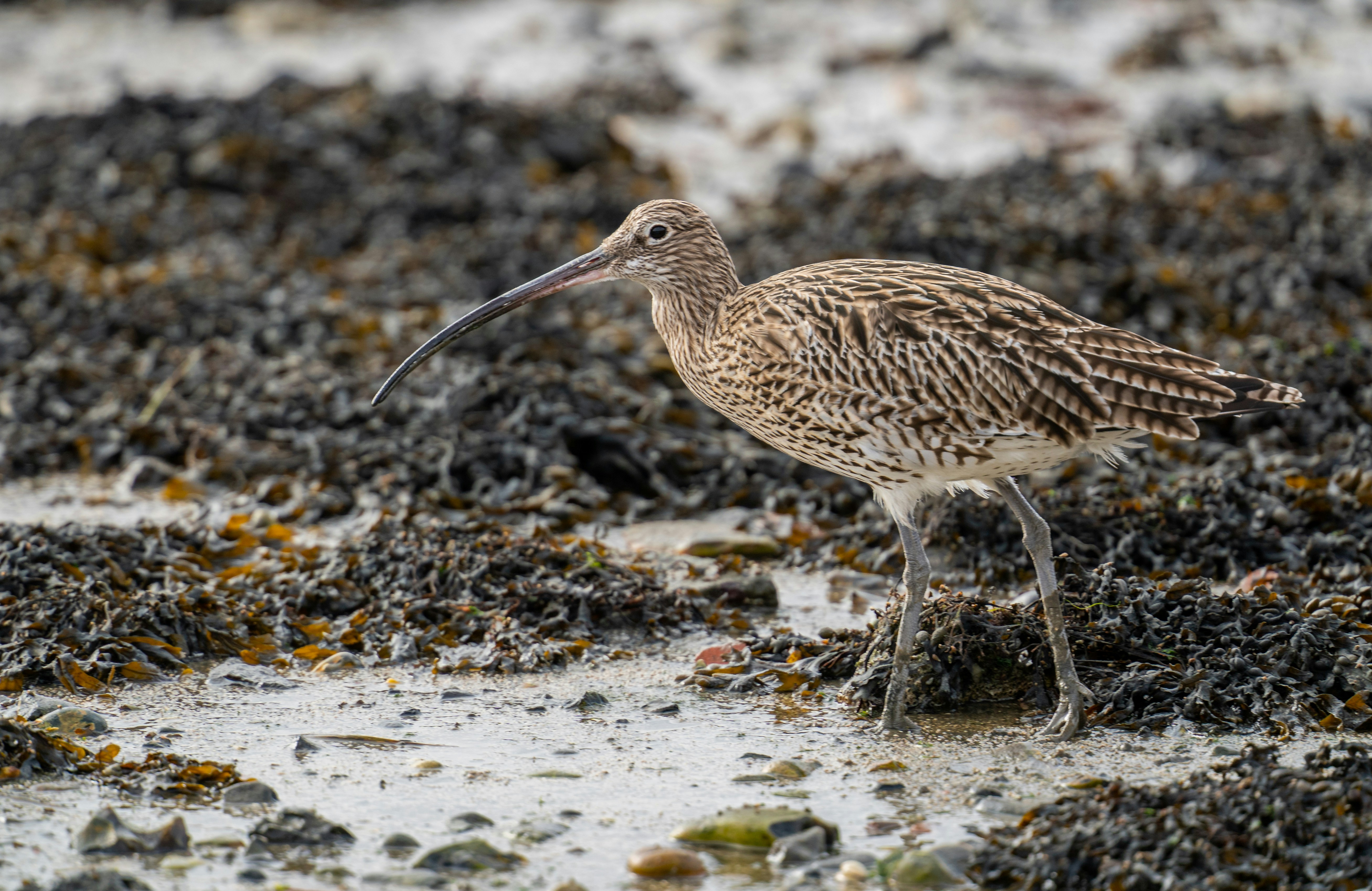 Curlew standing on a rocky shoreline with seaweed and sand.