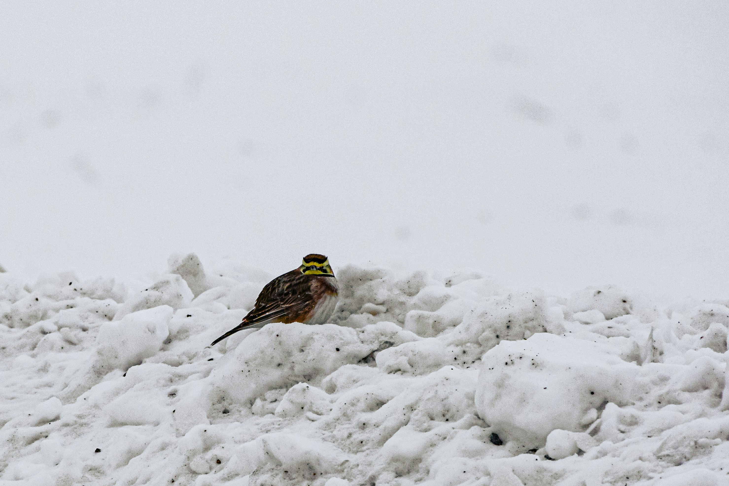 Horned Lark perched on a snowy plow ridge in Southern Ontario, Canada.