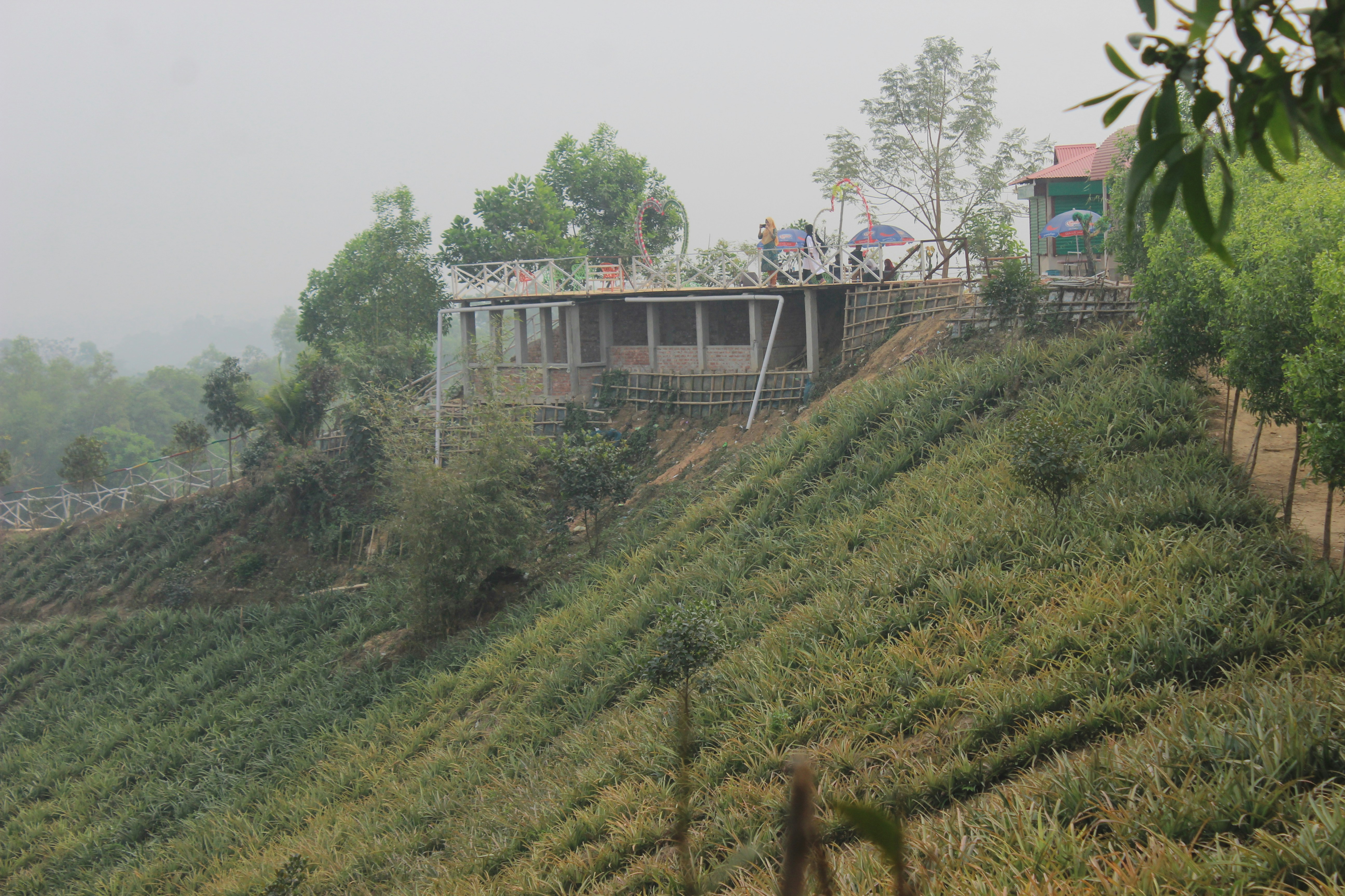 Terraced hillside plantation with a viewing platform where people gather under umbrellas amidst lush greenery and mist.