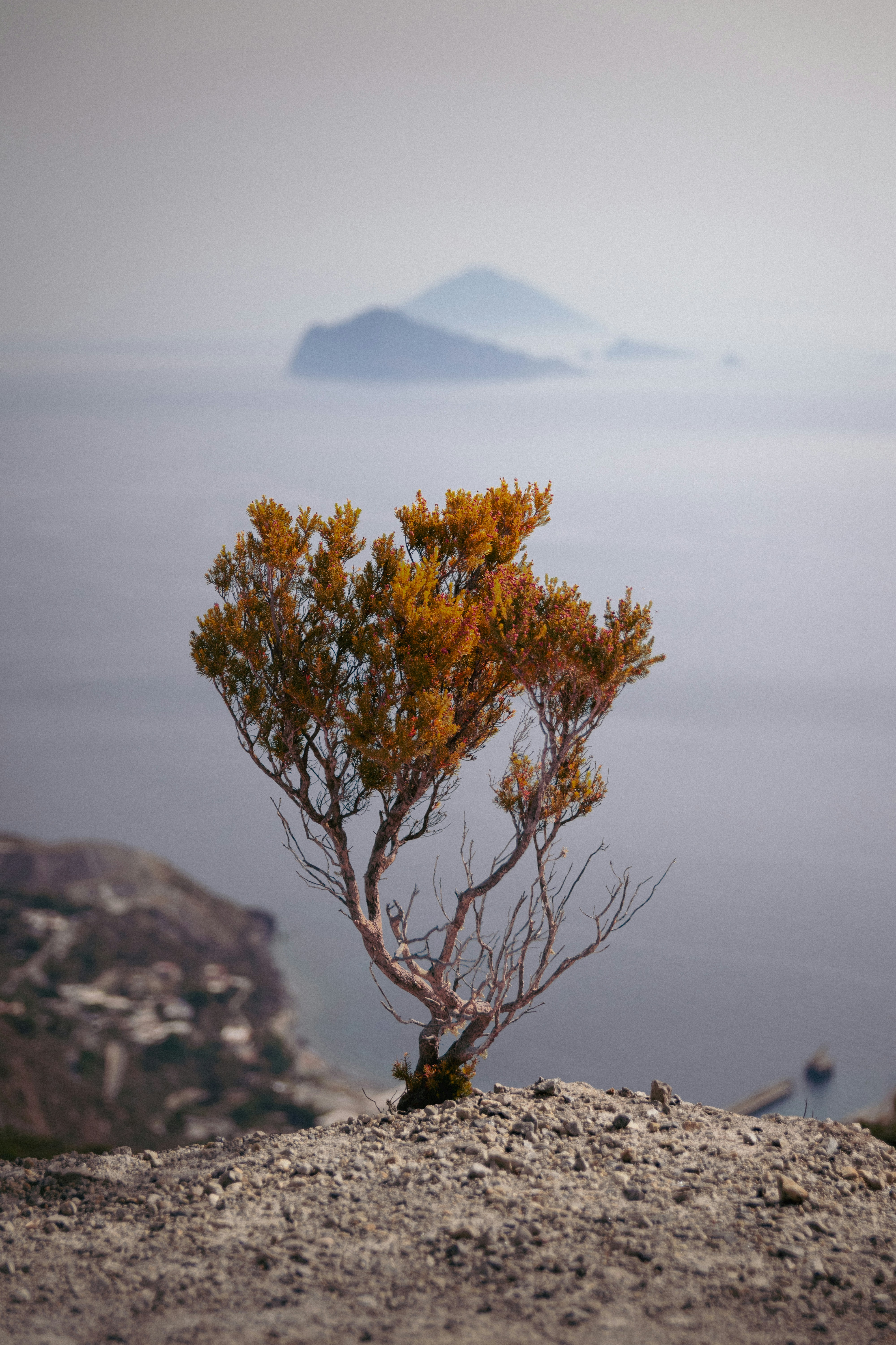 Gnarled Sentinel on a Cliff’s Edge Over the Sea Fog