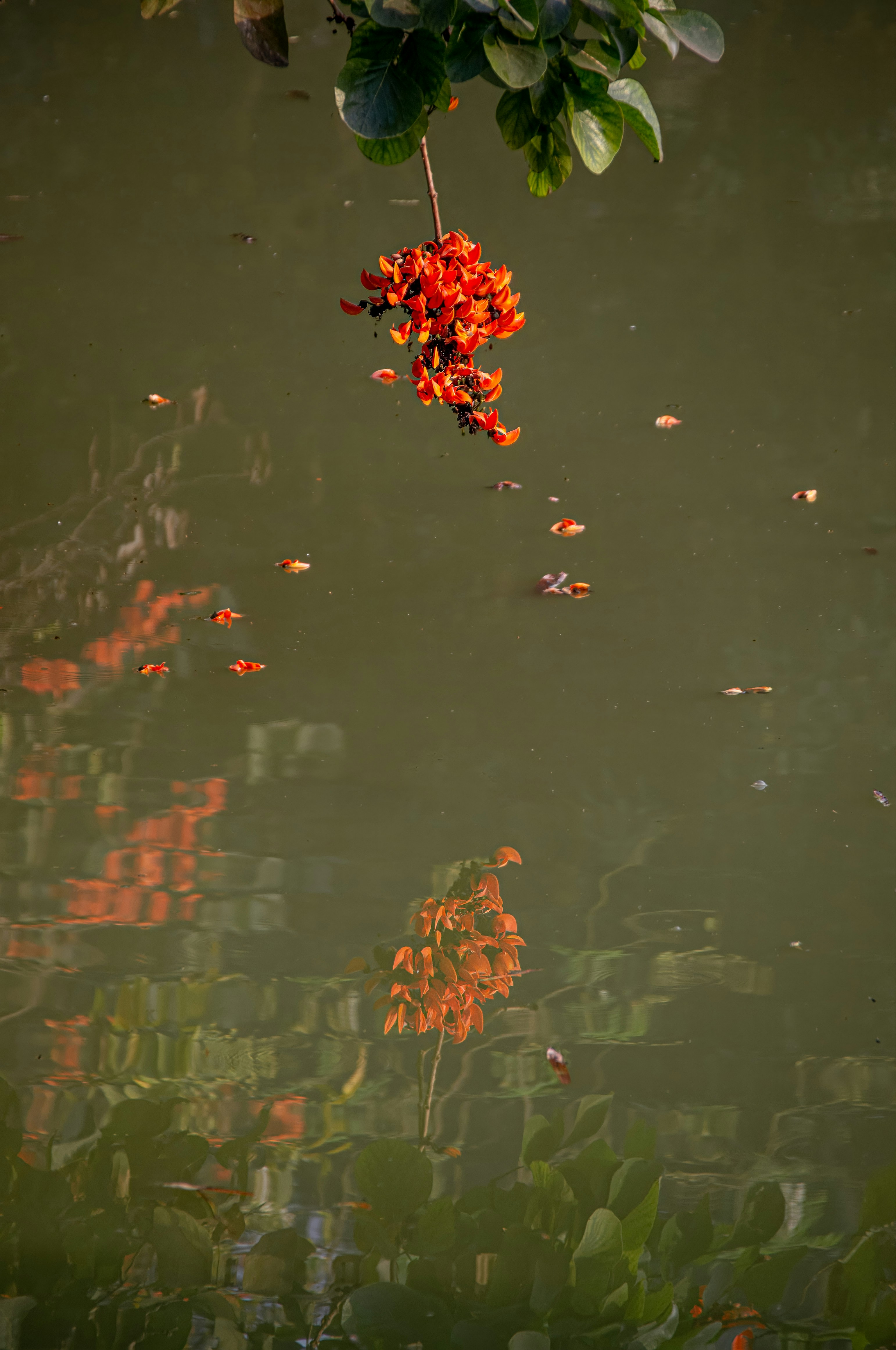 Photo by Ashique Anan Abir with Nikon D3100