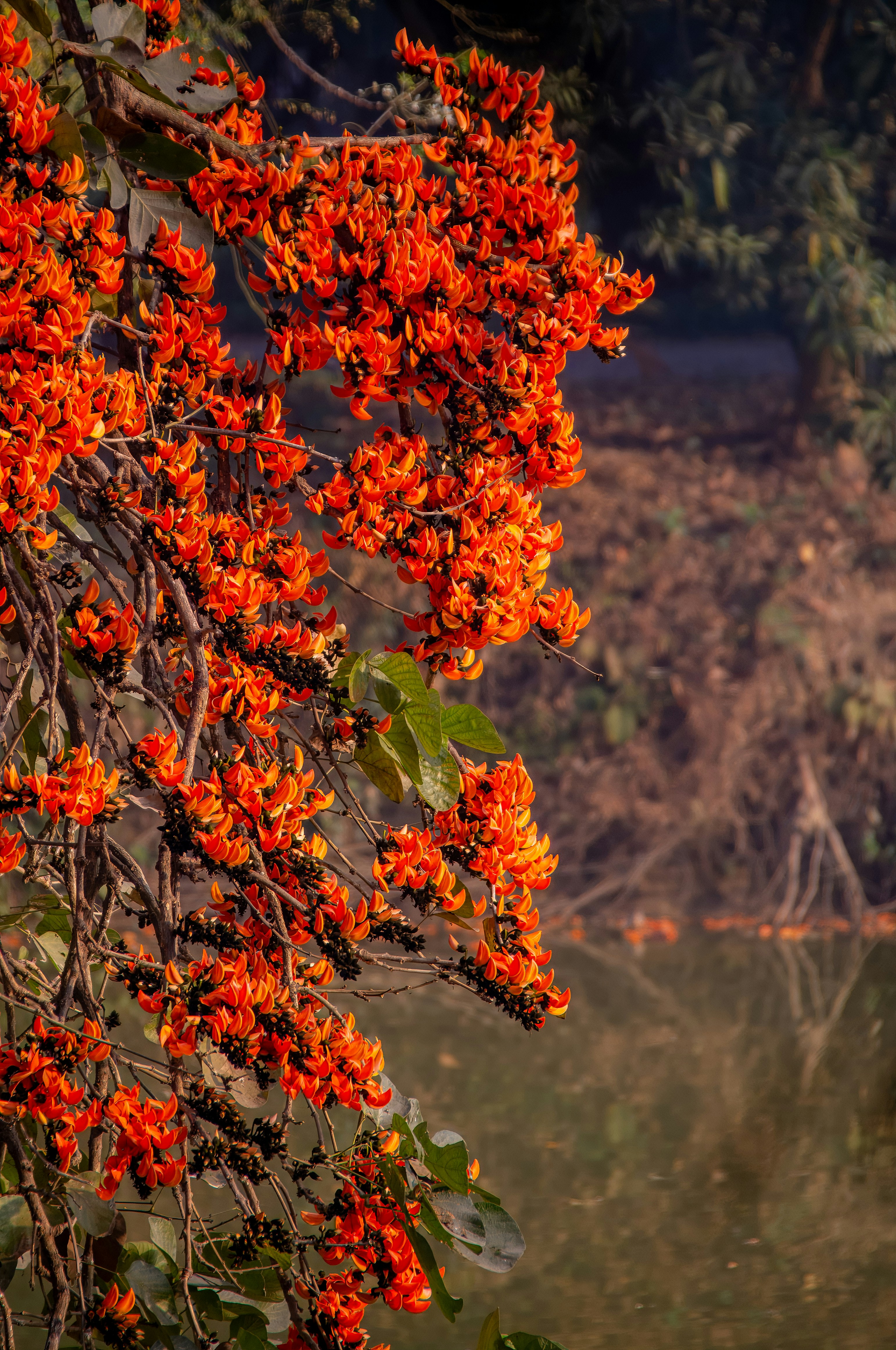 Fiery Cascade of Bougainvillea Framing a Quiet Riverside