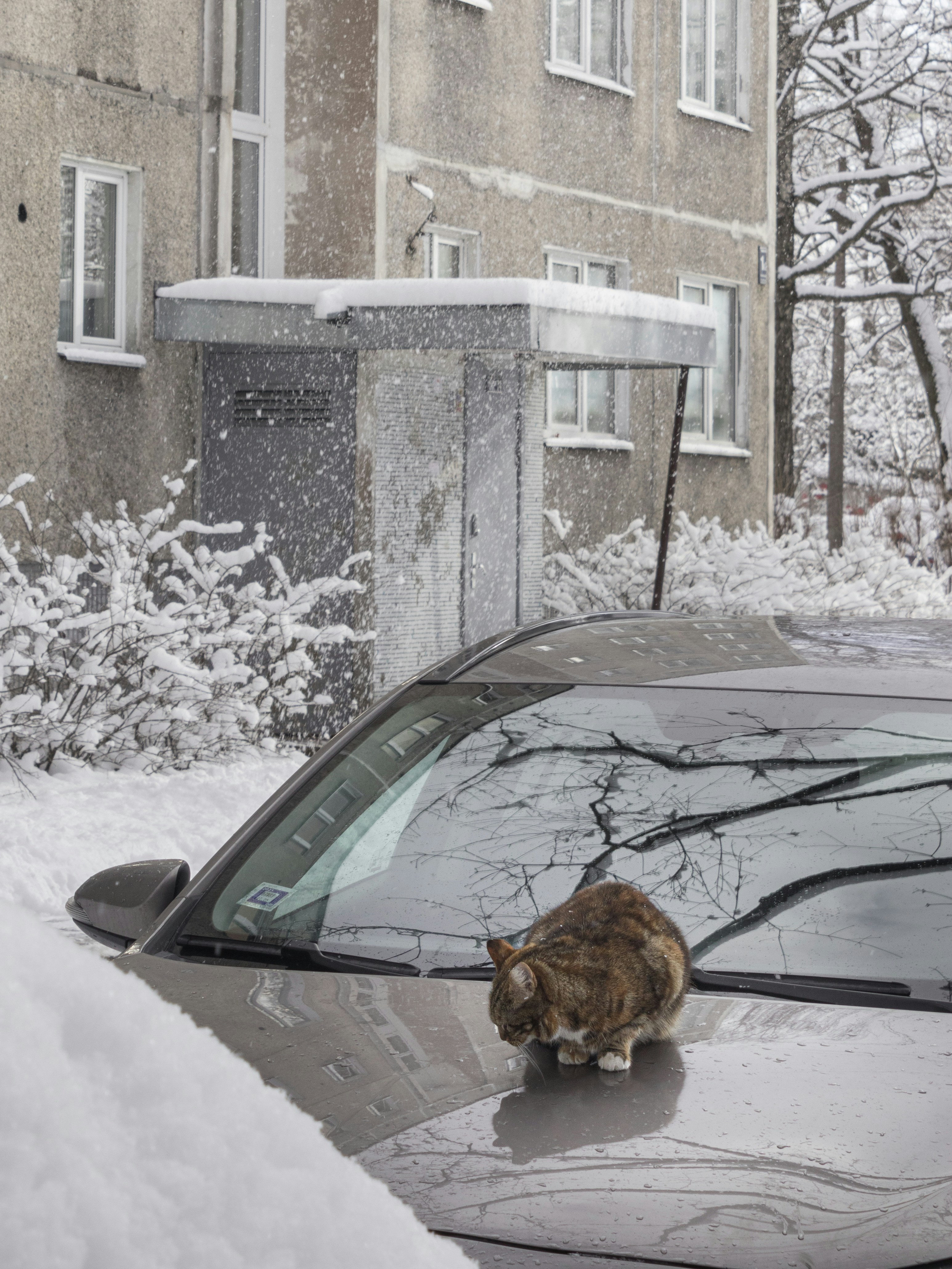 Whiskers in the Snow: A Cat Perched on a Frosted Car Hood