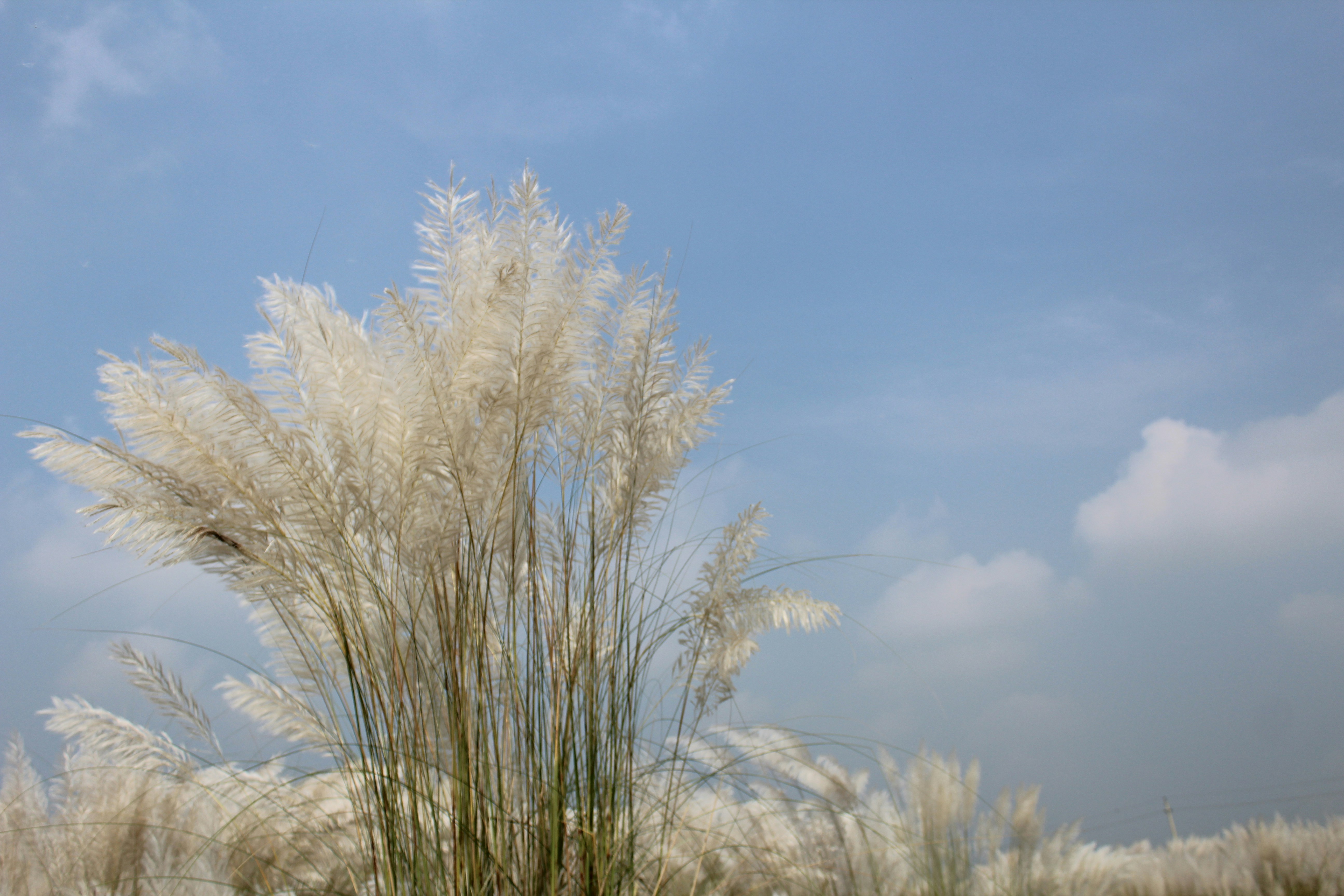 A bunch of tall grass blowing in the wind photo – Free Land Image on ...