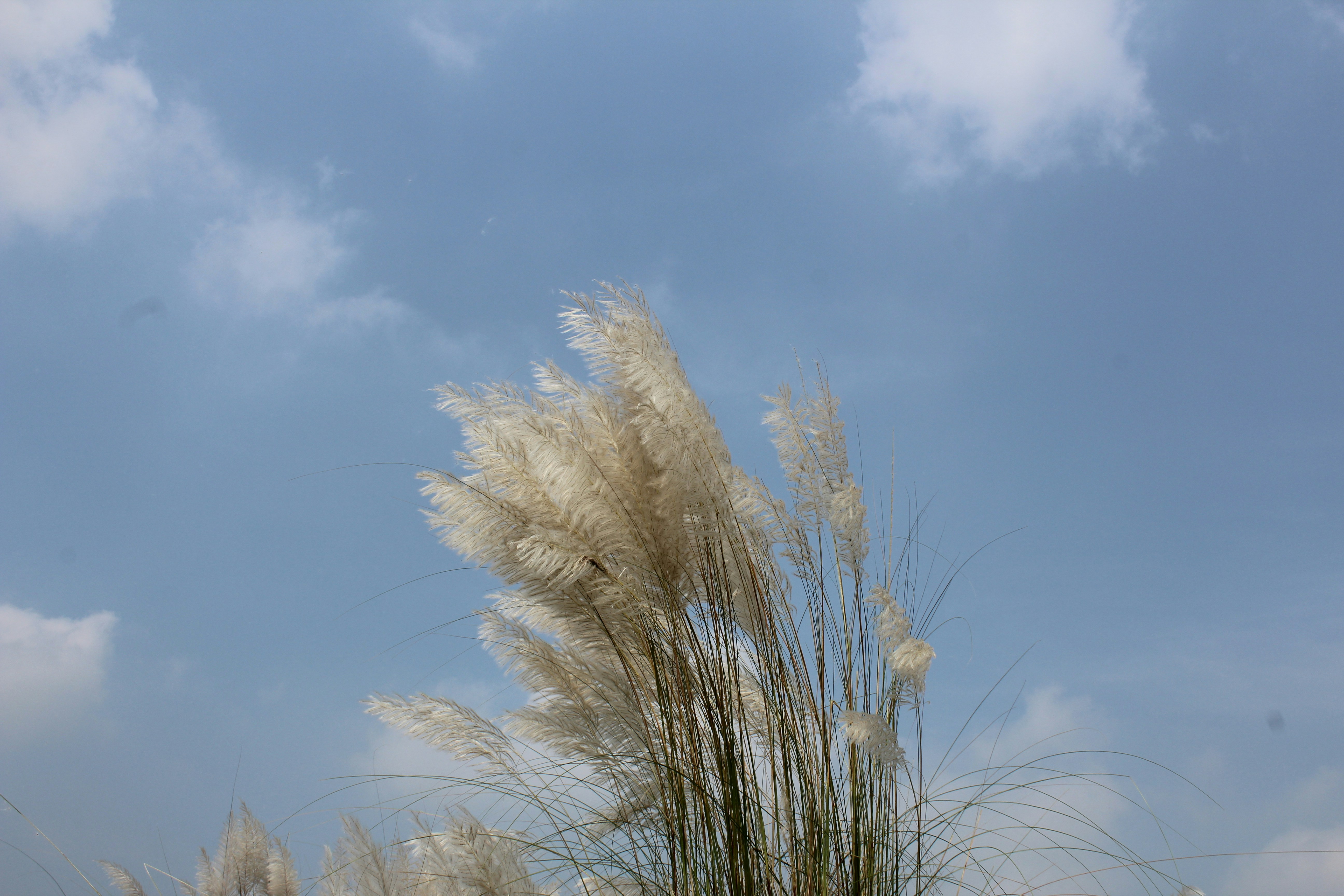 Pampas grass swaying gently against a backdrop of blue sky with fluffy clouds. The scene captures the serene beauty of nature in motion.