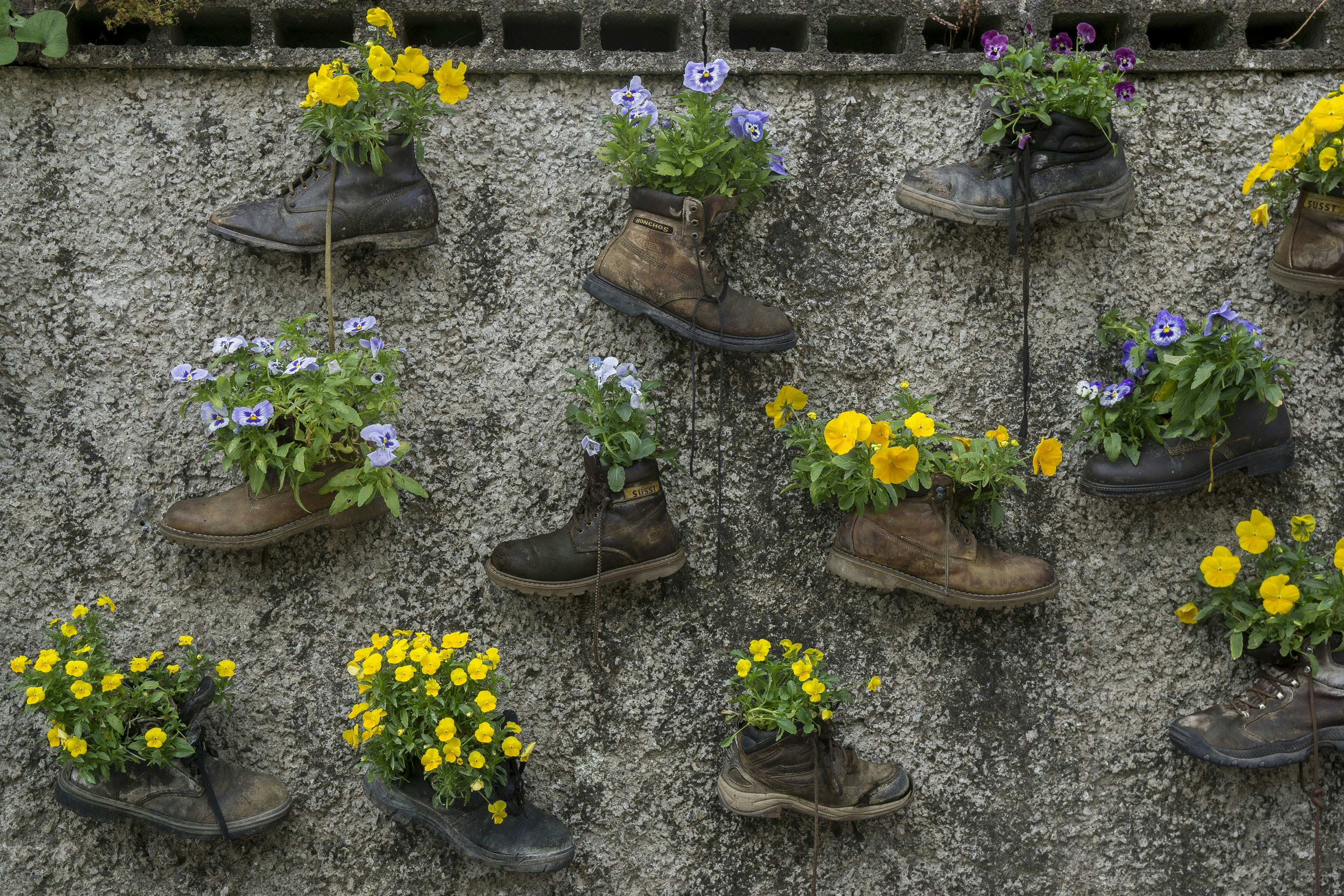Old boots repurposed as planters on a textured wall, filled with vibrant yellow and purple flowers.