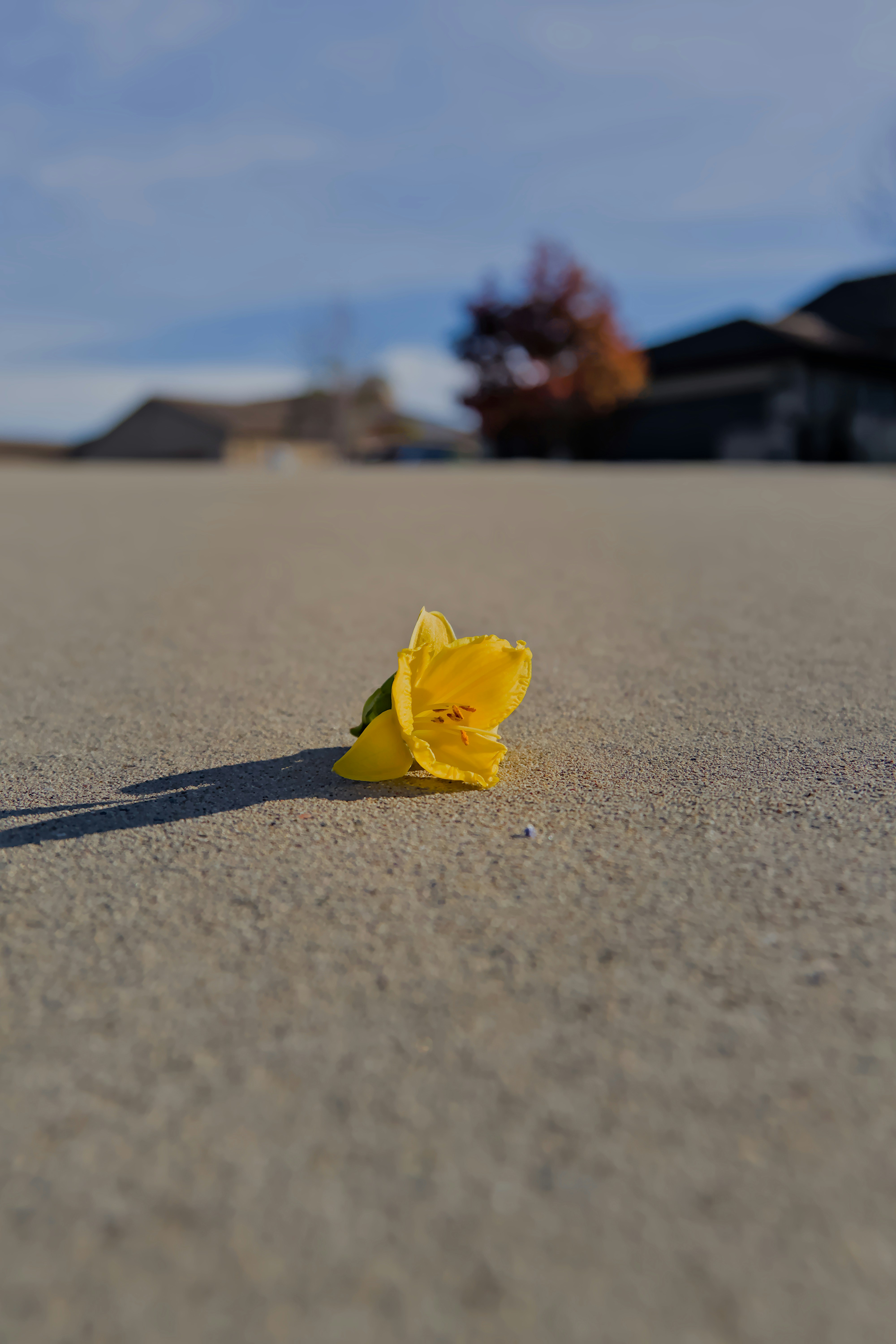 Solitary Blossom on Concrete Canvas